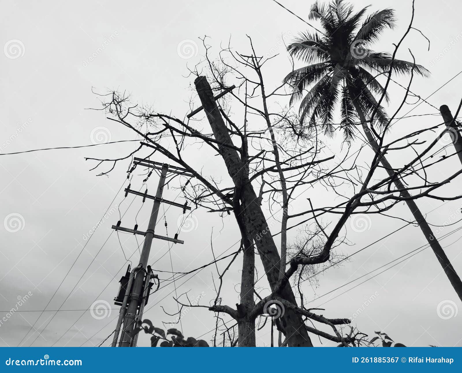 Trees and Tangled Electrical Wires Stock Image - Image of wires ...