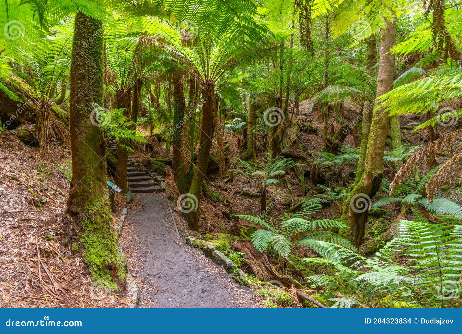 Trees at Tarkine Forest in Tasmania, Australia Stock Photo - Image of ...