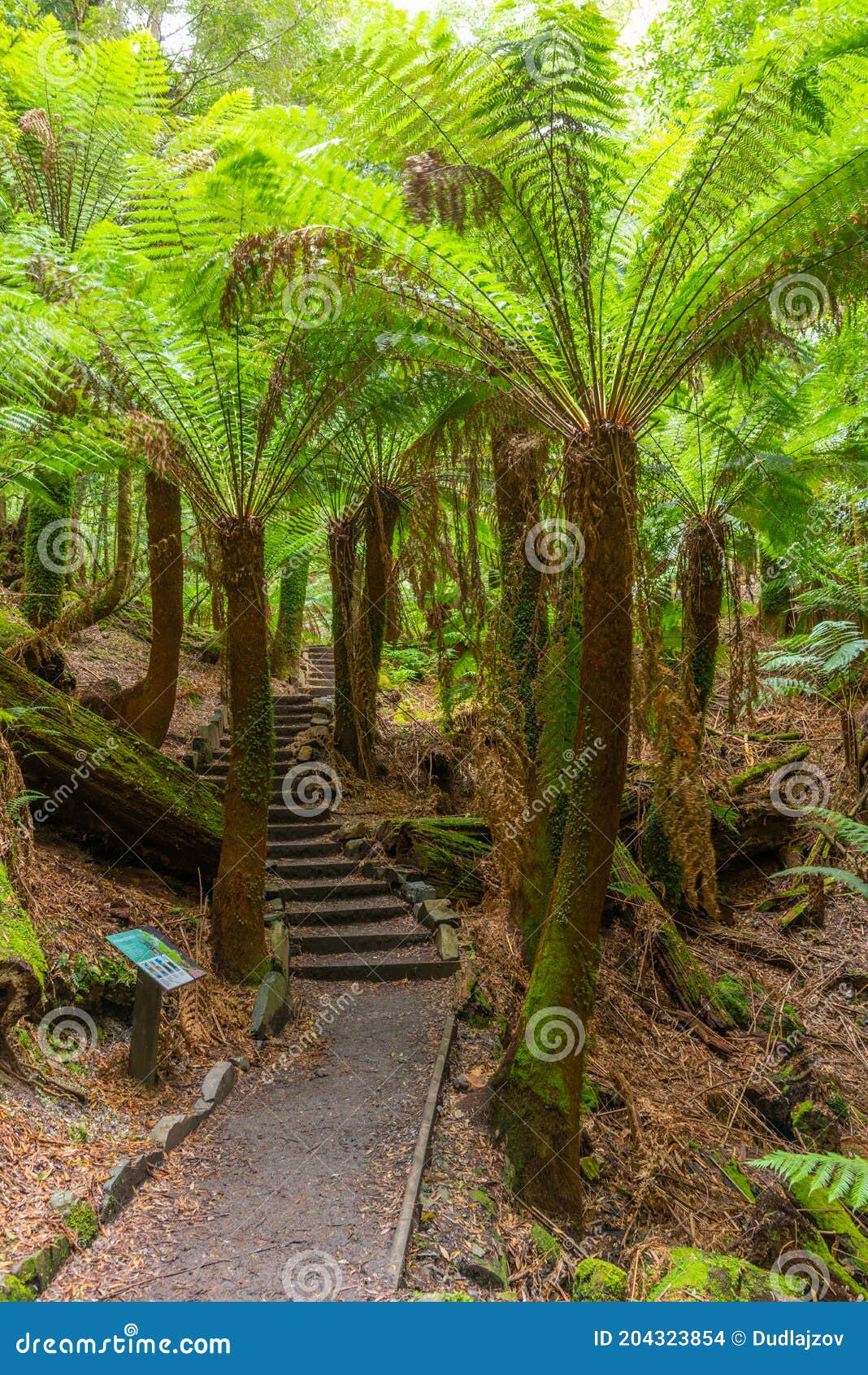 Trees at Tarkine Forest in Tasmania, Australia Stock Photo - Image of ...