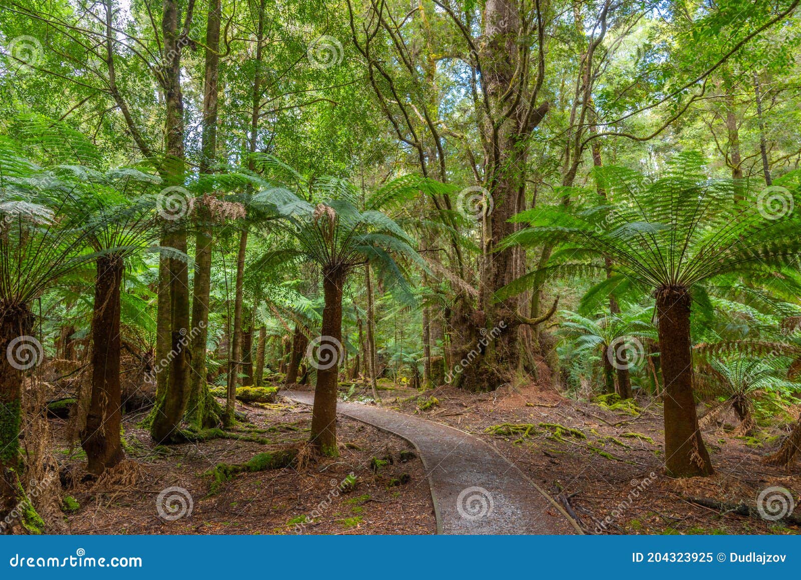 Trees at Tarkine Forest in Tasmania, Australia Stock Image - Image of ...