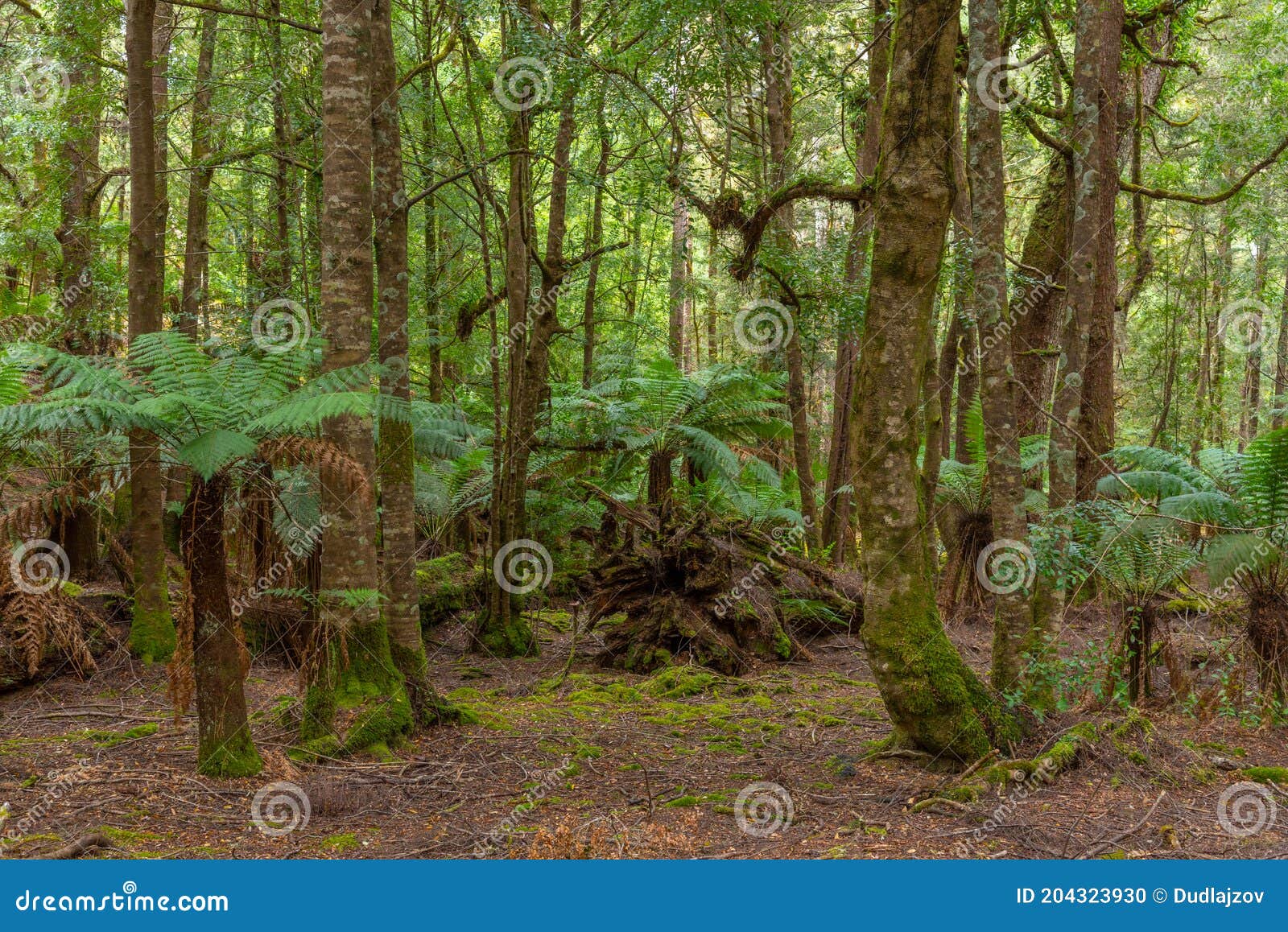Trees at Tarkine Forest in Tasmania, Australia Stock Photo - Image of ...