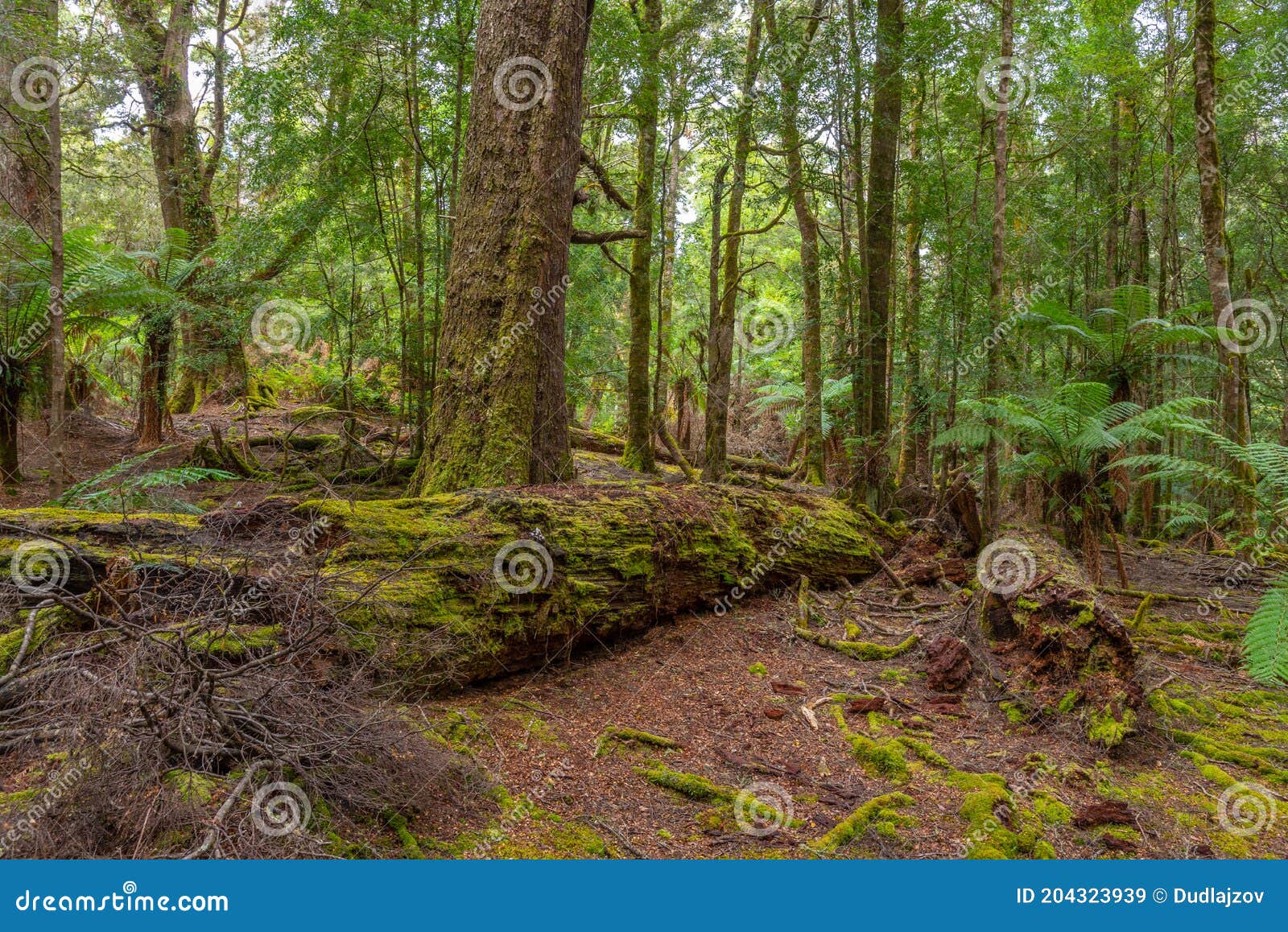 Trees at Tarkine Forest in Tasmania, Australia Stock Image - Image of ...
