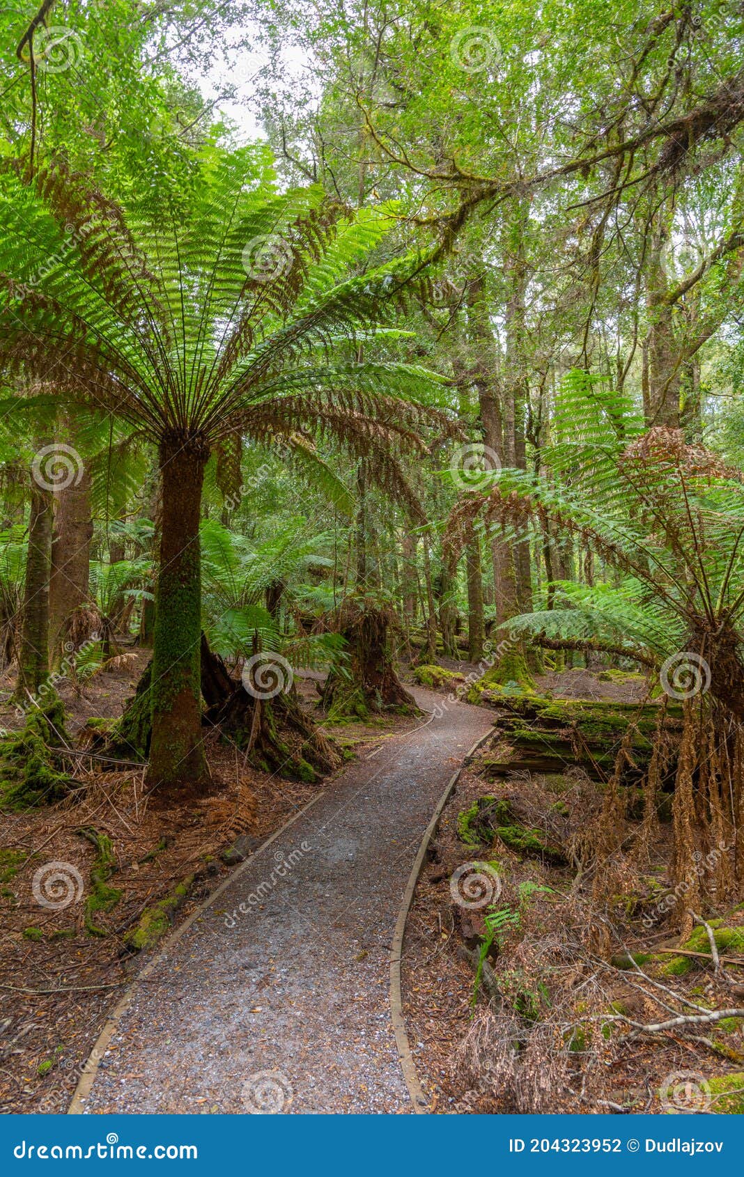 Trees at Tarkine Forest in Tasmania, Australia Stock Photo - Image of ...