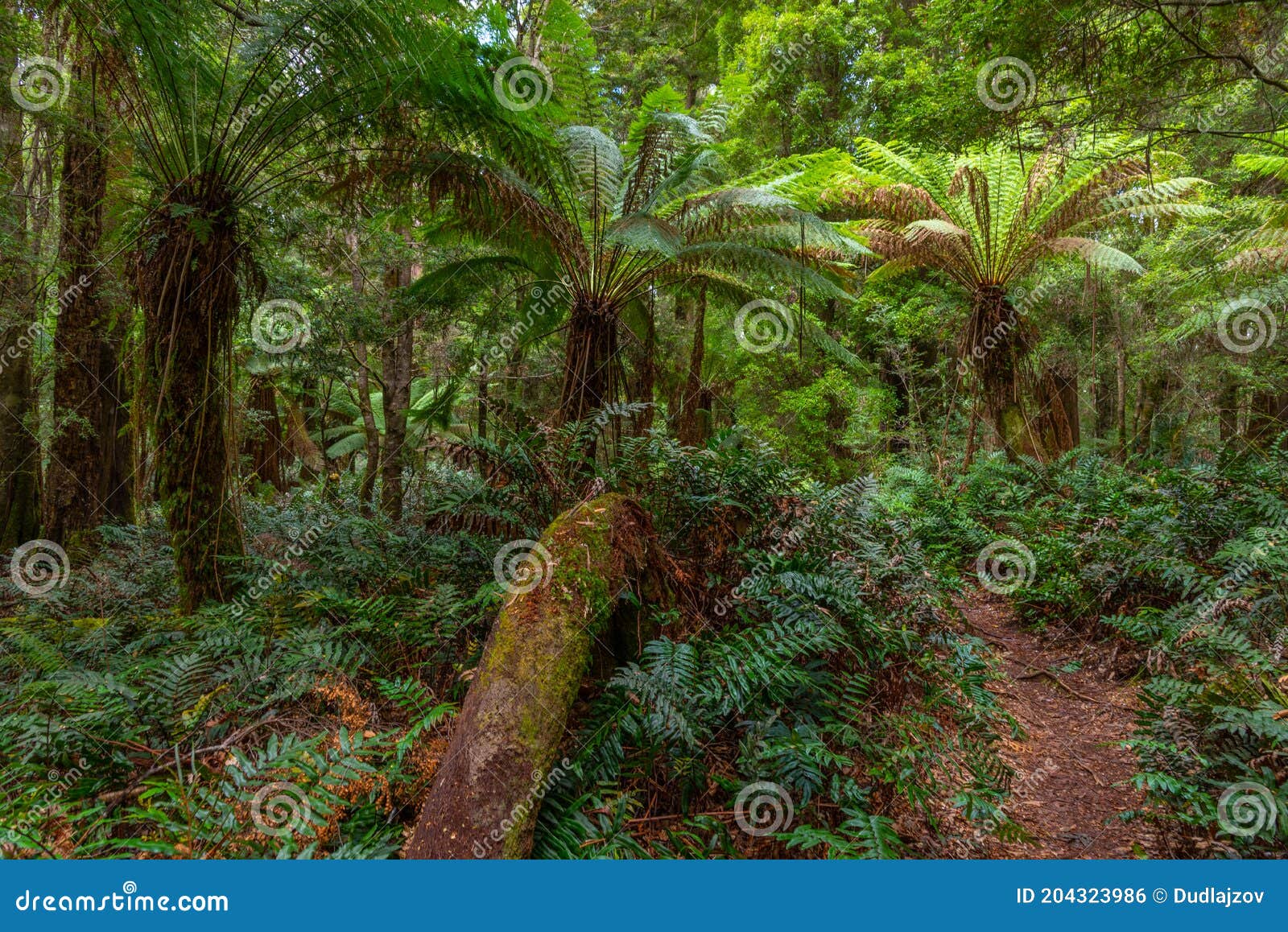 Trees at Tarkine Forest in Tasmania, Australia Stock Photo - Image of ...
