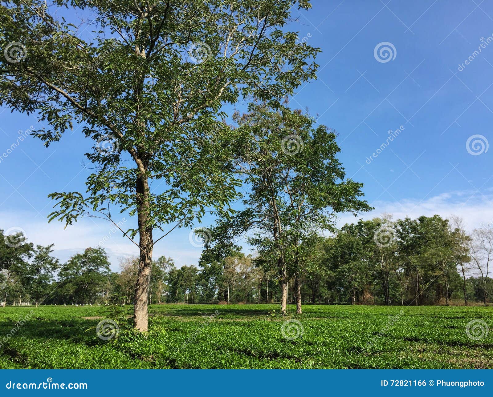 Trees on the Tea Field in Dak Lak, Vietnam Stock Photo - Image of table ...