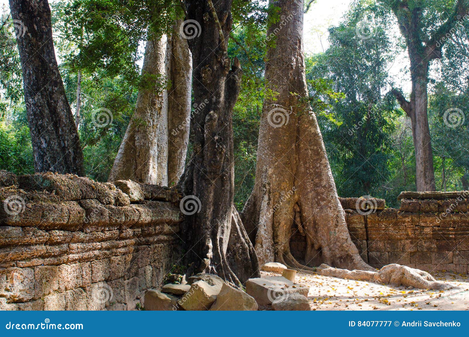 Trees in the Temple Complex of Angkor Wat Stock Image - Image of ...
