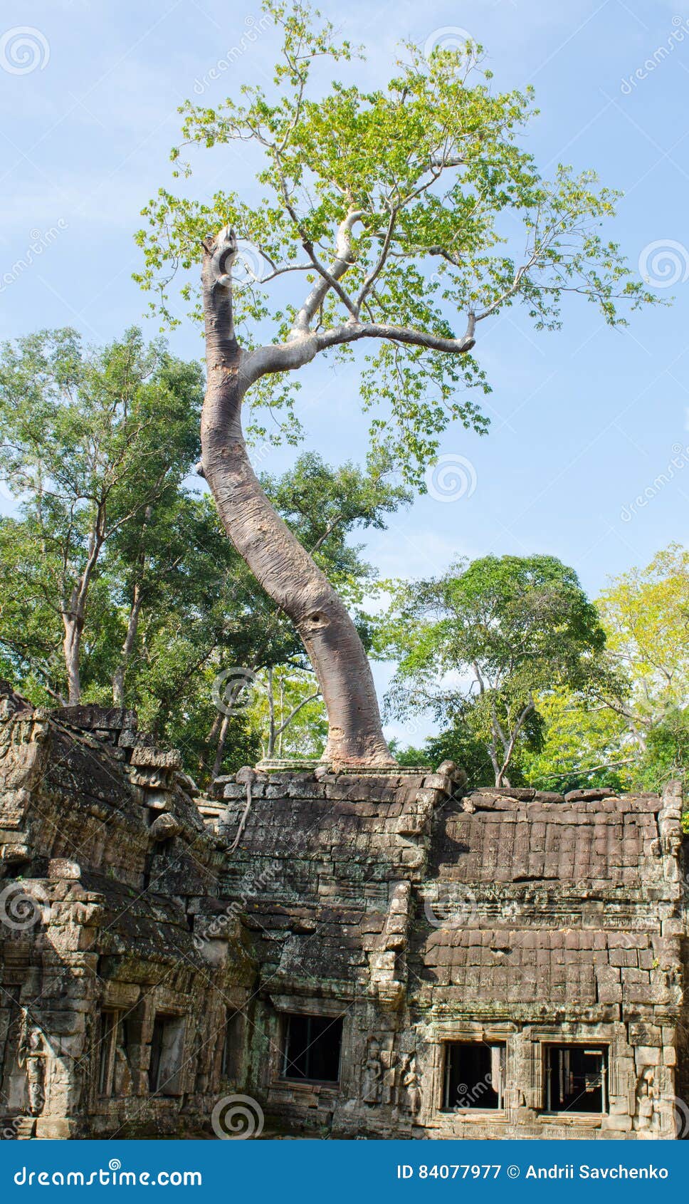 Trees in the Temple Complex of Angkor Wat Stock Image - Image of ...