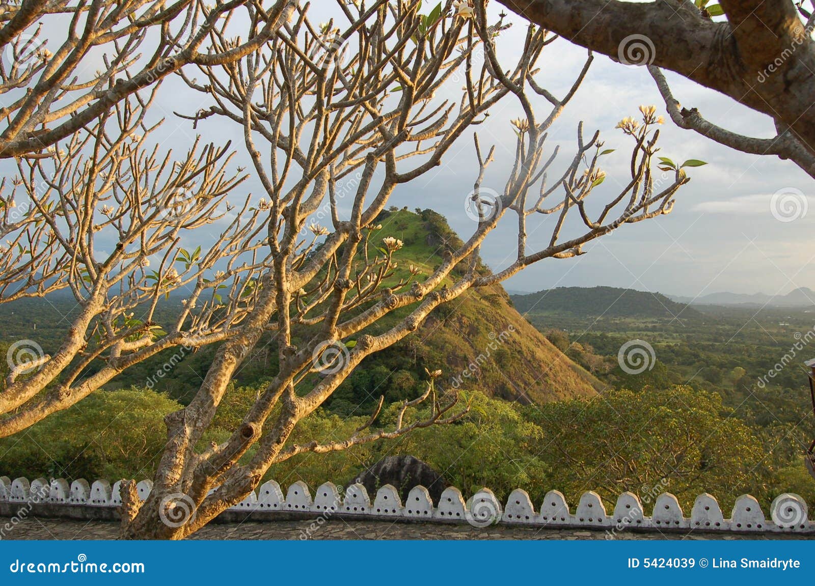 Trees Of Temples Picture. Image: 5424039