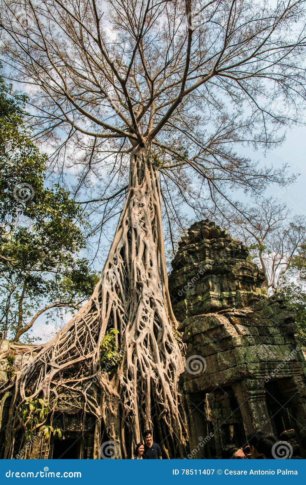 Trees and Temples of Angkor Wat Stock Image - Image of ruin, buddhist ...