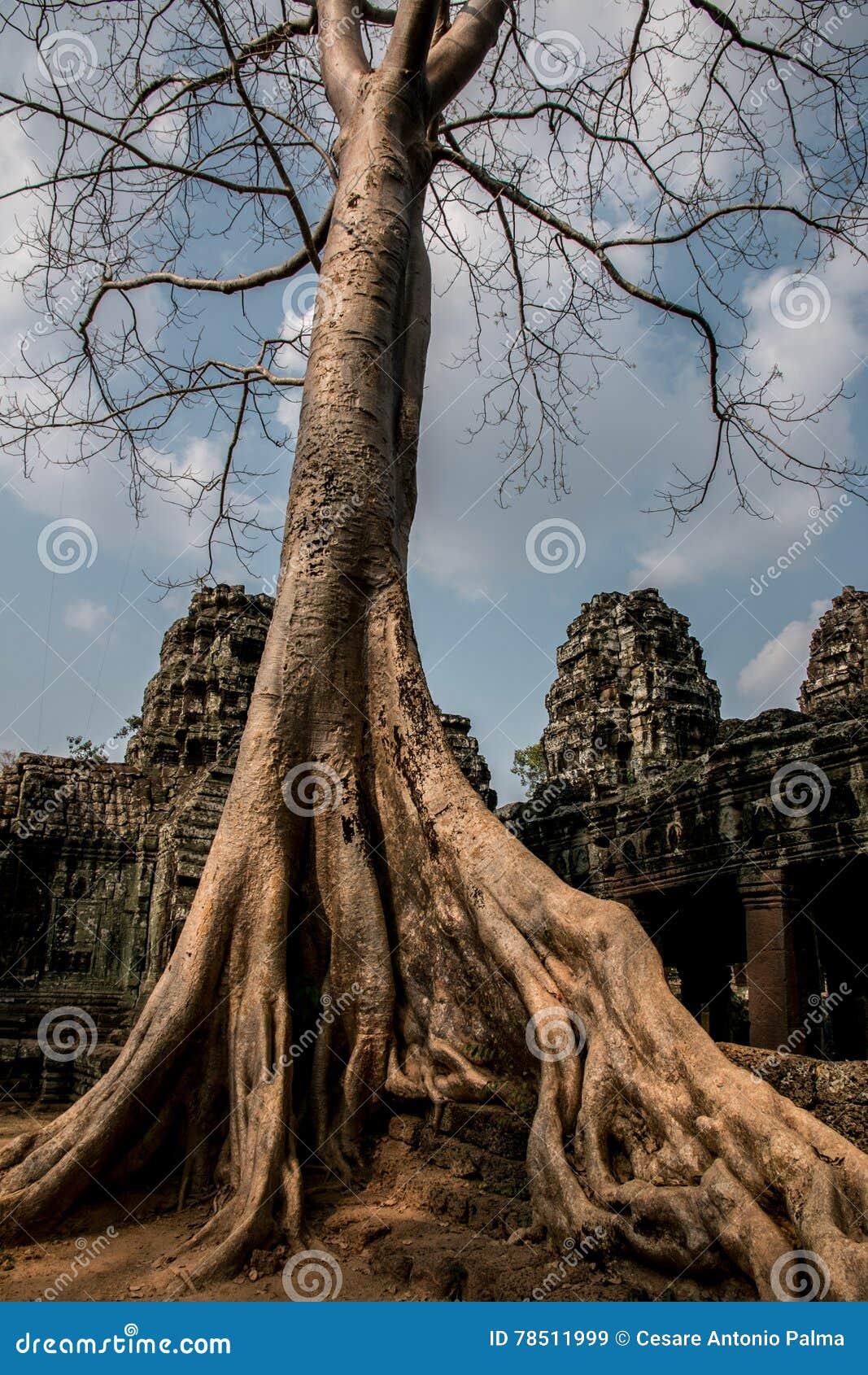 Trees and Temples of Angkor Wat Stock Image - Image of asia, beautiful ...