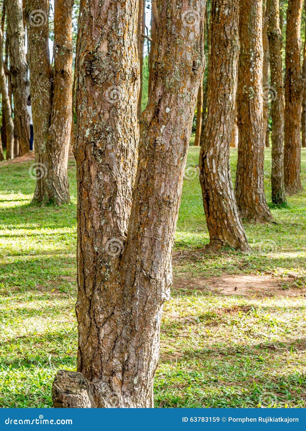 Trees Texture in the Forest Stock Image - Image of pattern, surface ...