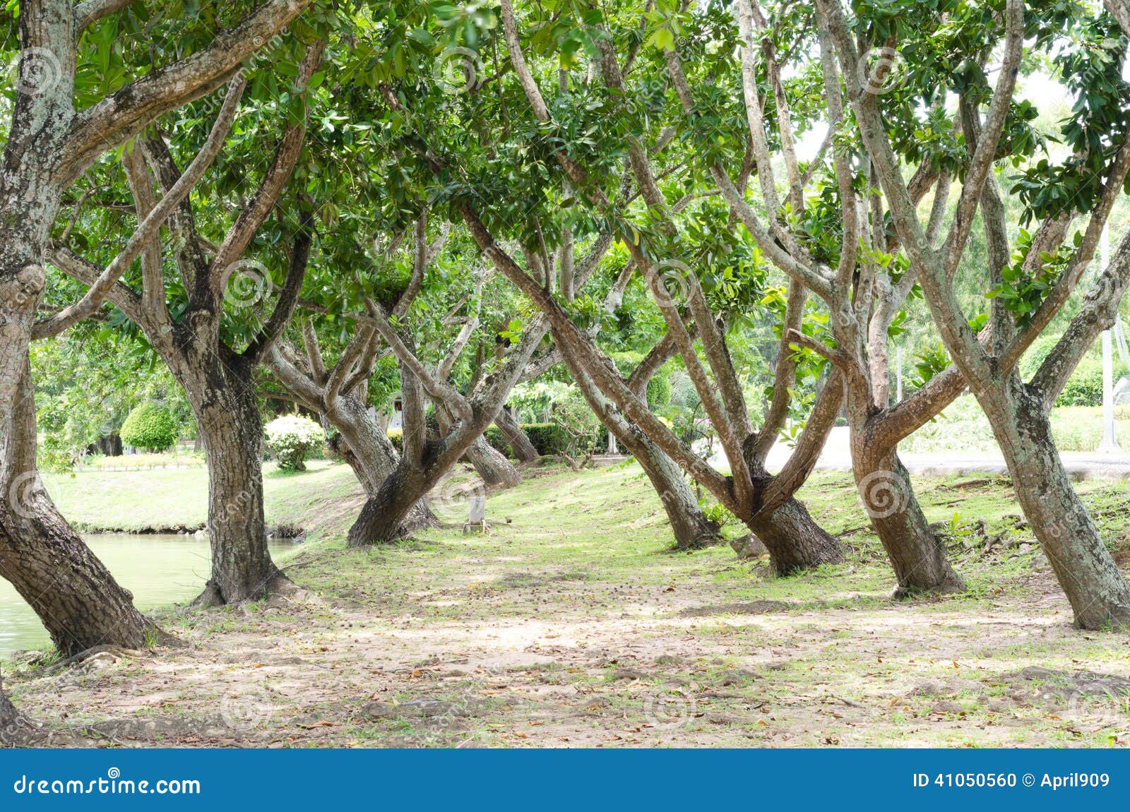 Trees texture in a park stock photo. Image of haze, background - 41050560