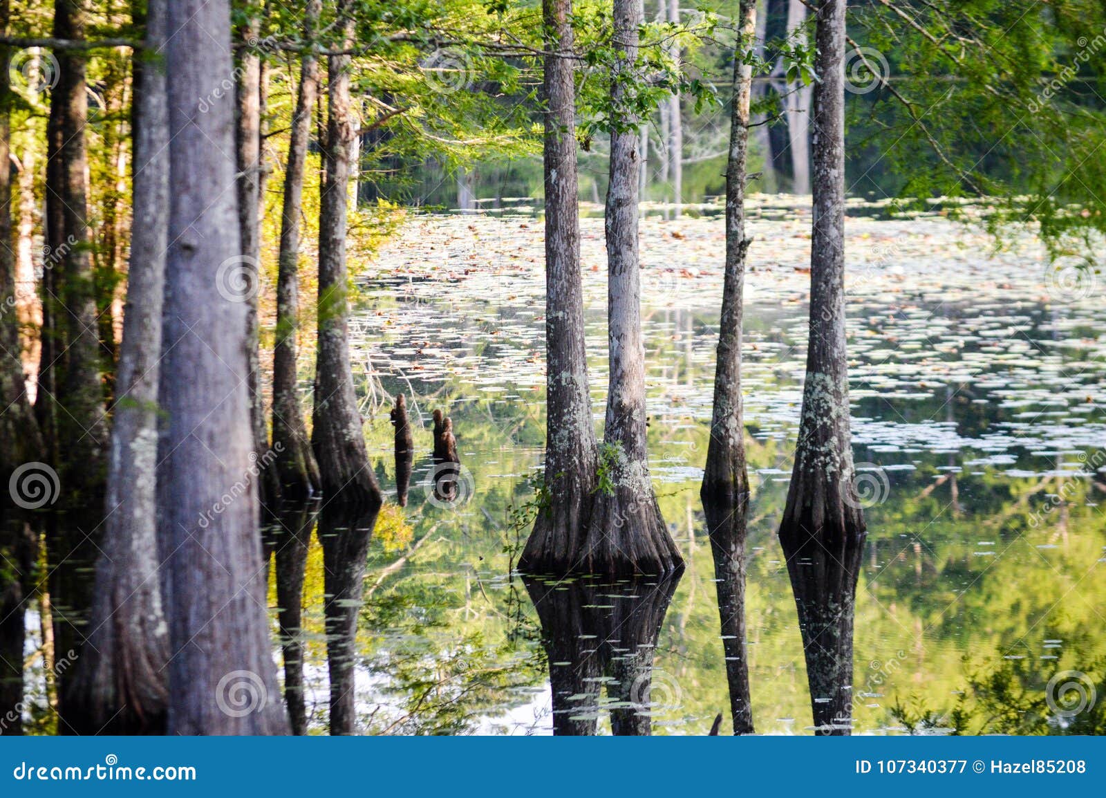 Trees and Their Reflection on the Water Stock Image - Image of peaceful ...