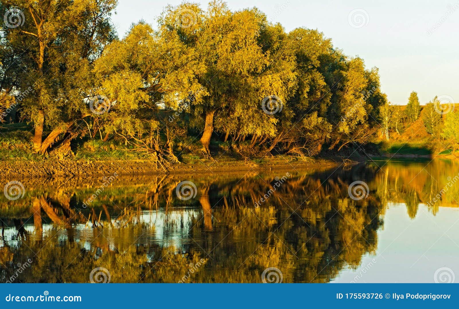 Trees with Their Reflection in Water Landscape Stock Photo - Image of ...