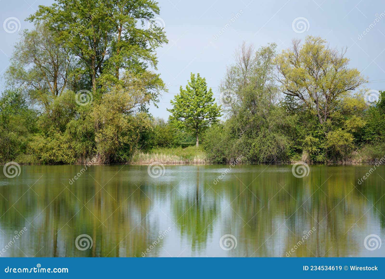 Trees with Their Reflection in the Water Stock Image - Image of water ...