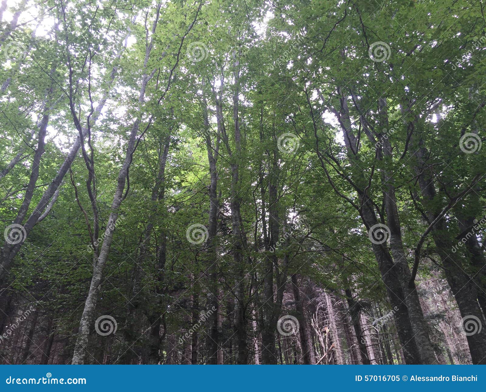 Daylight through trees stock image. Image of thick, daylight - 57016705