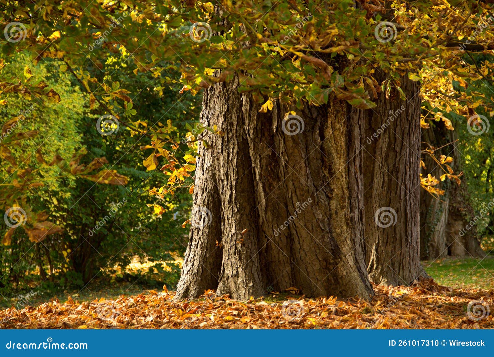 Trees with thick trunks. stock photo. Image of green - 261017310