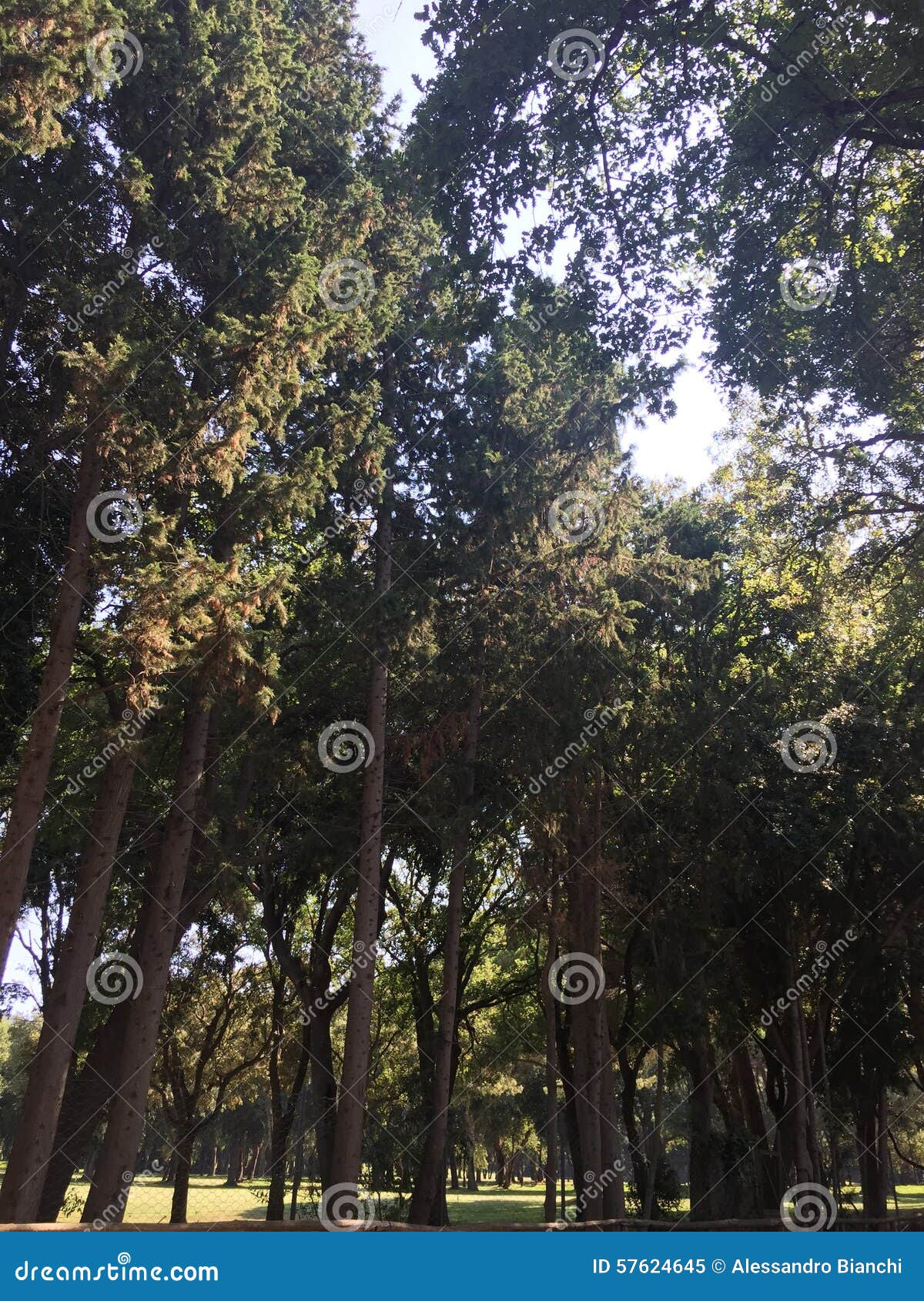 Trees in thicket stock image. Image of shade, tree, cluster - 57624645