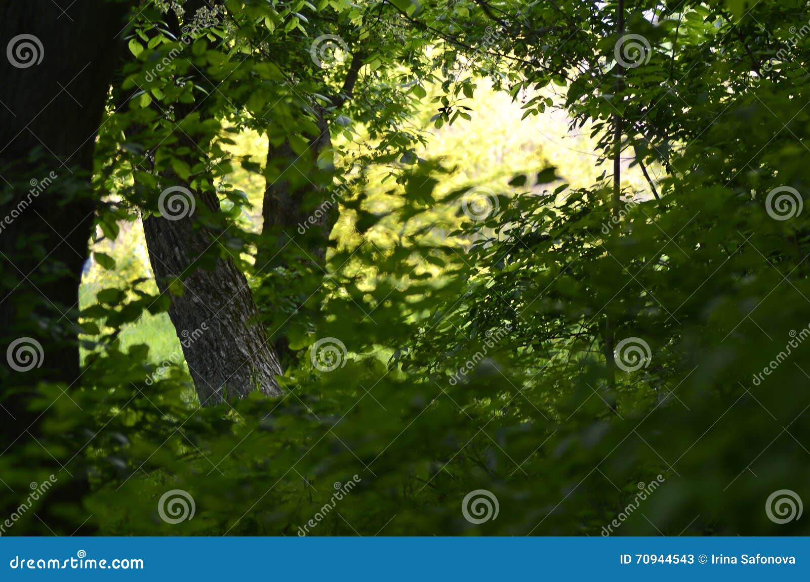 Trees thicket stock image. Image of seasons, backgrounds - 70944543