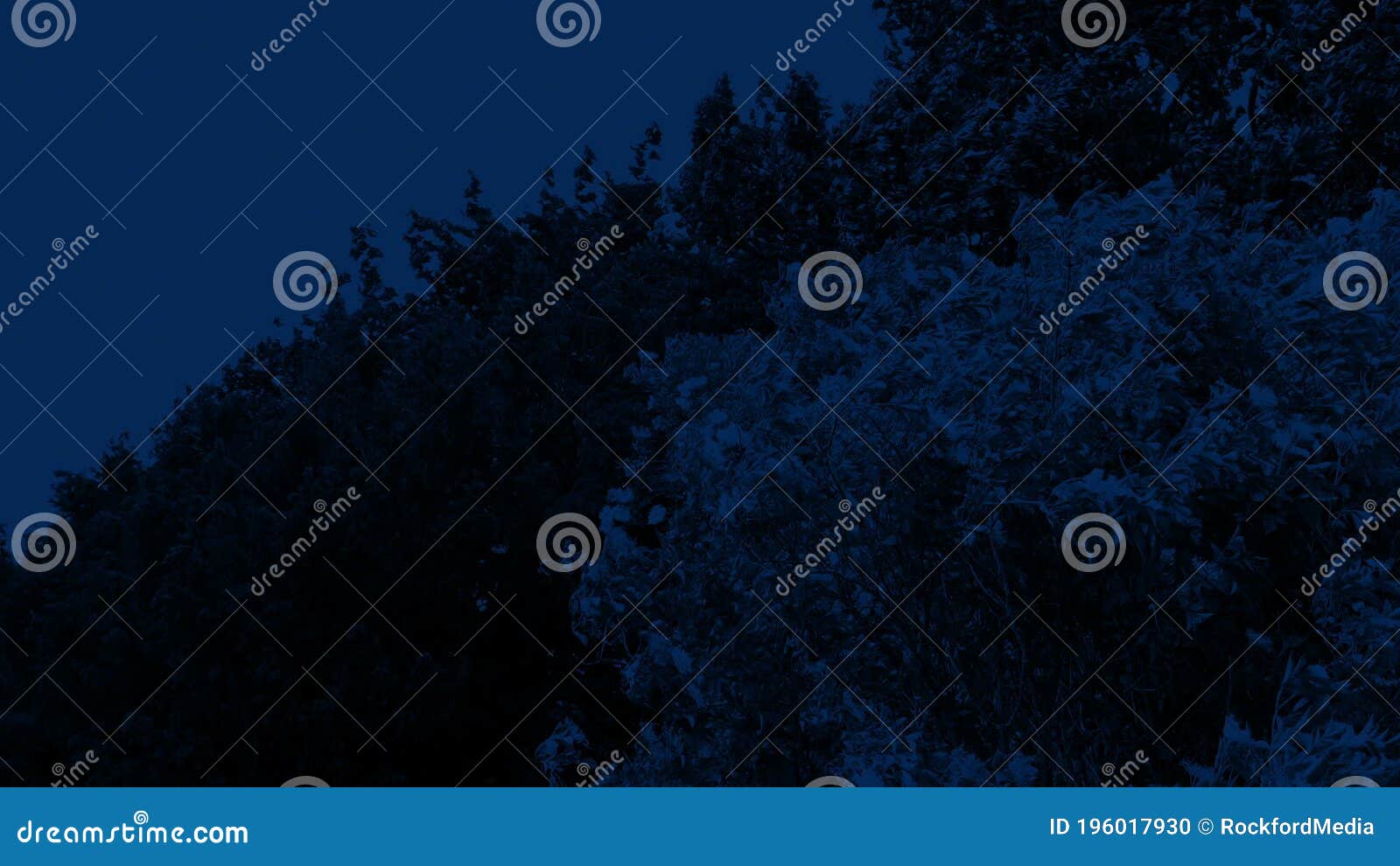 Trees Thrashing Around in Storm Winds Stock Footage - Video of evening ...