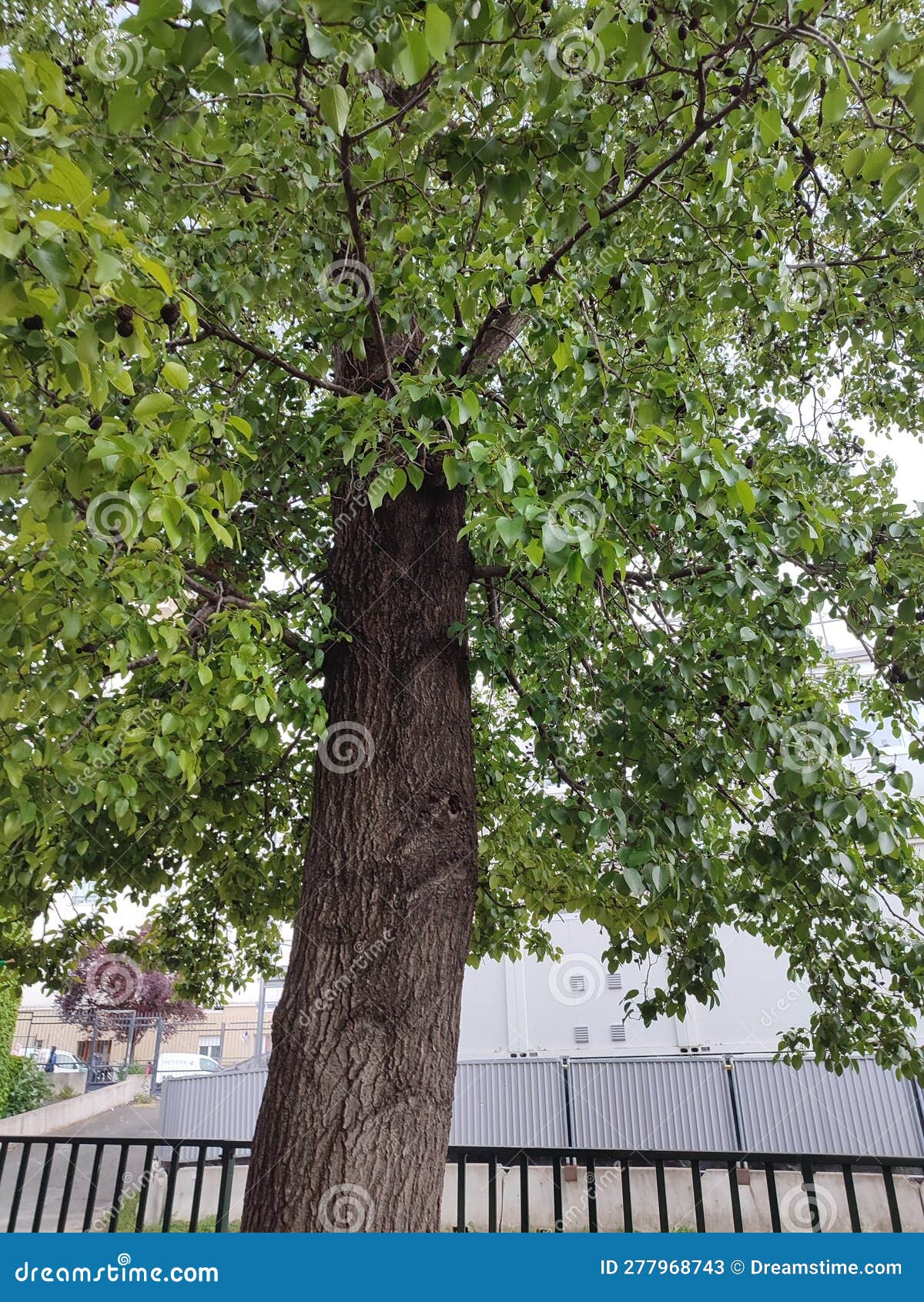 Trees that Thrive between Tall Buildings in Urban Areas Stock Image ...