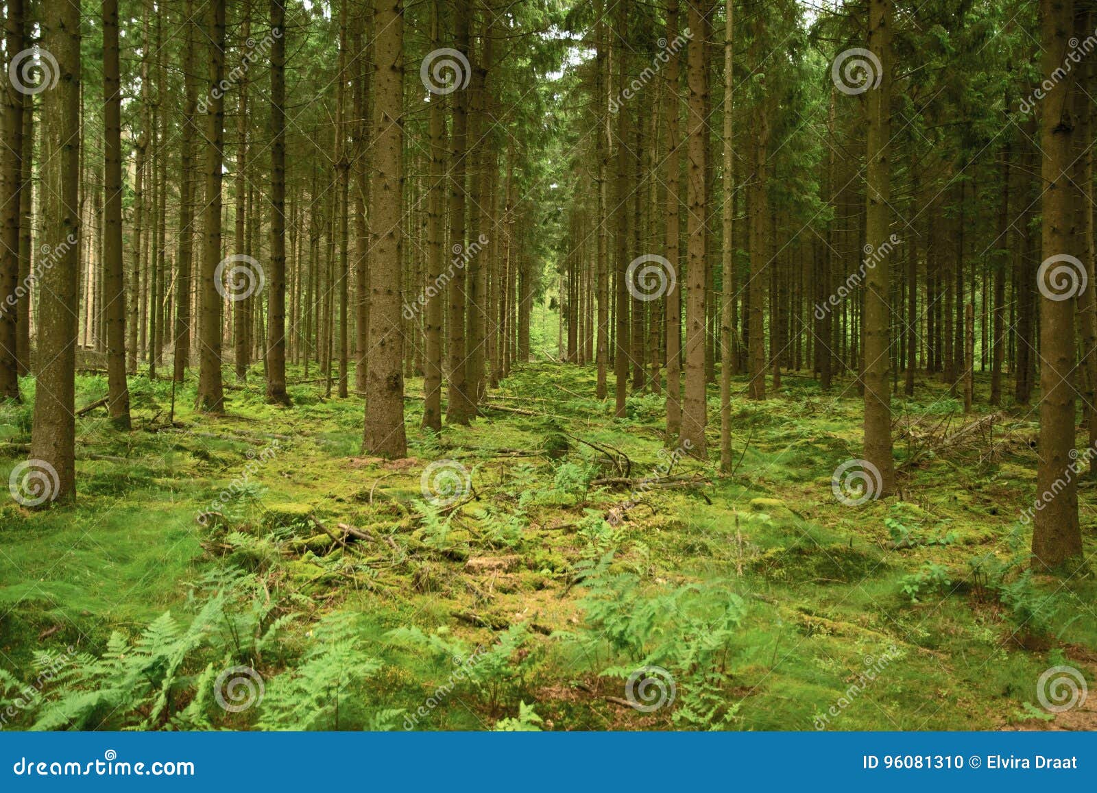 Trees to infinity. stock photo. Image of infinity, endless - 96081310