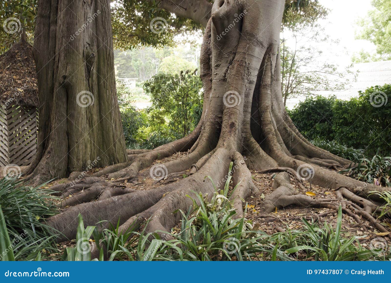 Trees about To Start Walking Stock Image - Image of walk, gardens: 97437807