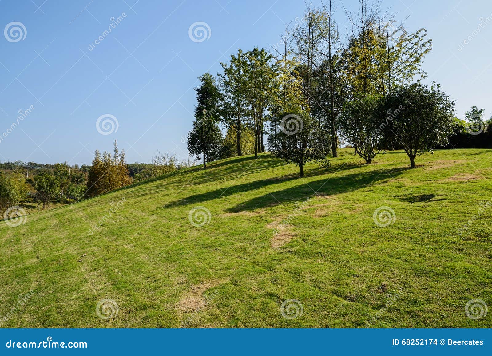 Trees on Top of Grassy Hill in Sunny Winter Afternoon Stock Photo ...