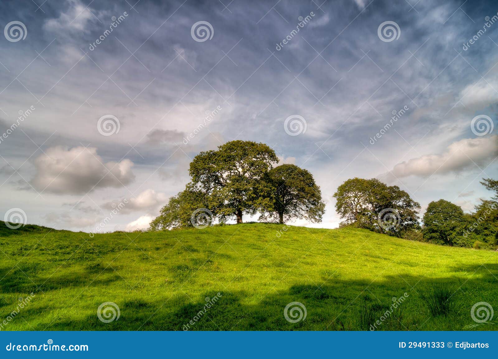 Trees on top of hill stock image. Image of grass, tree - 29491333