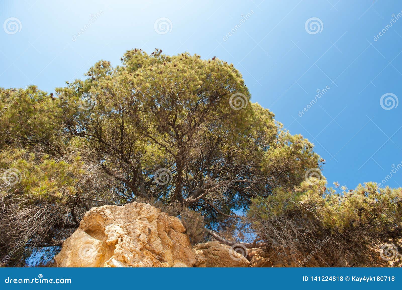 Trees on Top of a Mountain, on a Slope of a Top Trees Stock Photo ...