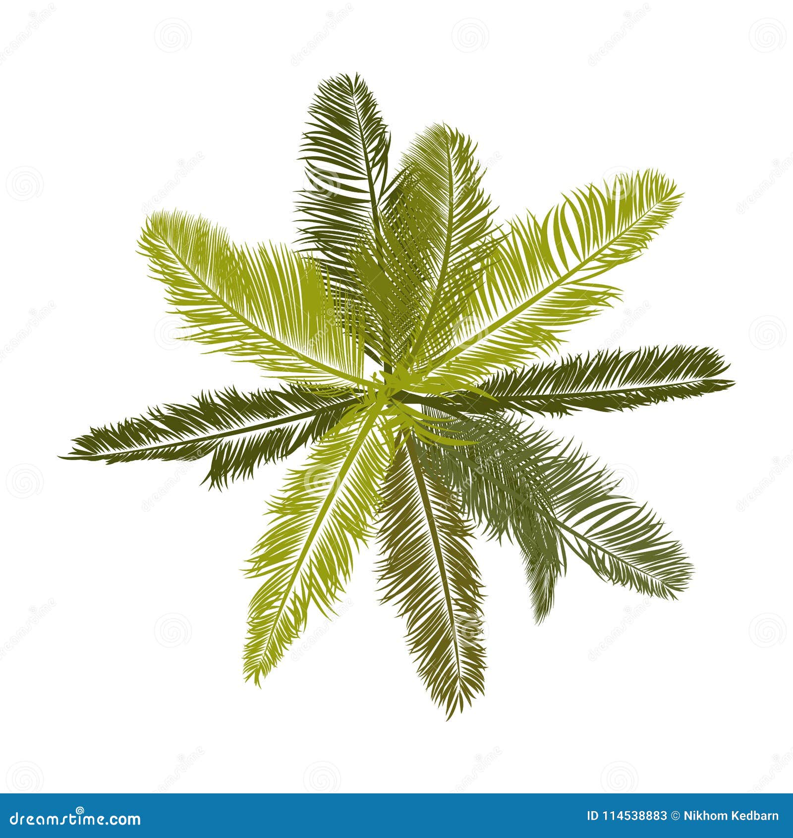 Palm Tree Top View Vector Top View Of Palm Tree Stock Vector Images