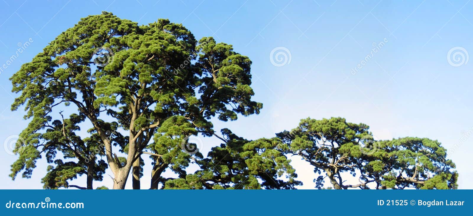 Trees top - wide stock image. Image of green, naturistic - 21525