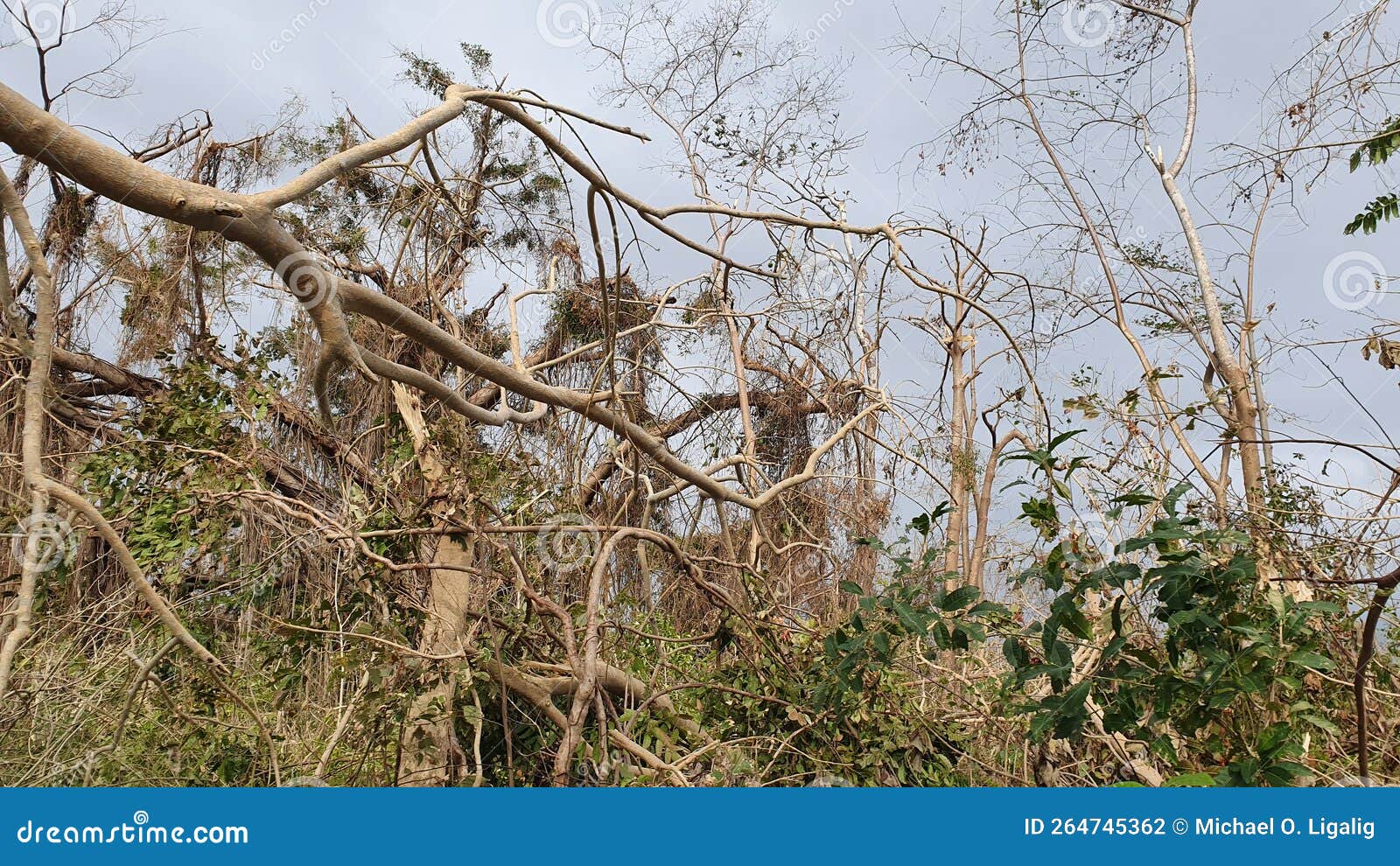 Trees Toppled by Typhoon in the Philippines Stock Photo - Image of ...