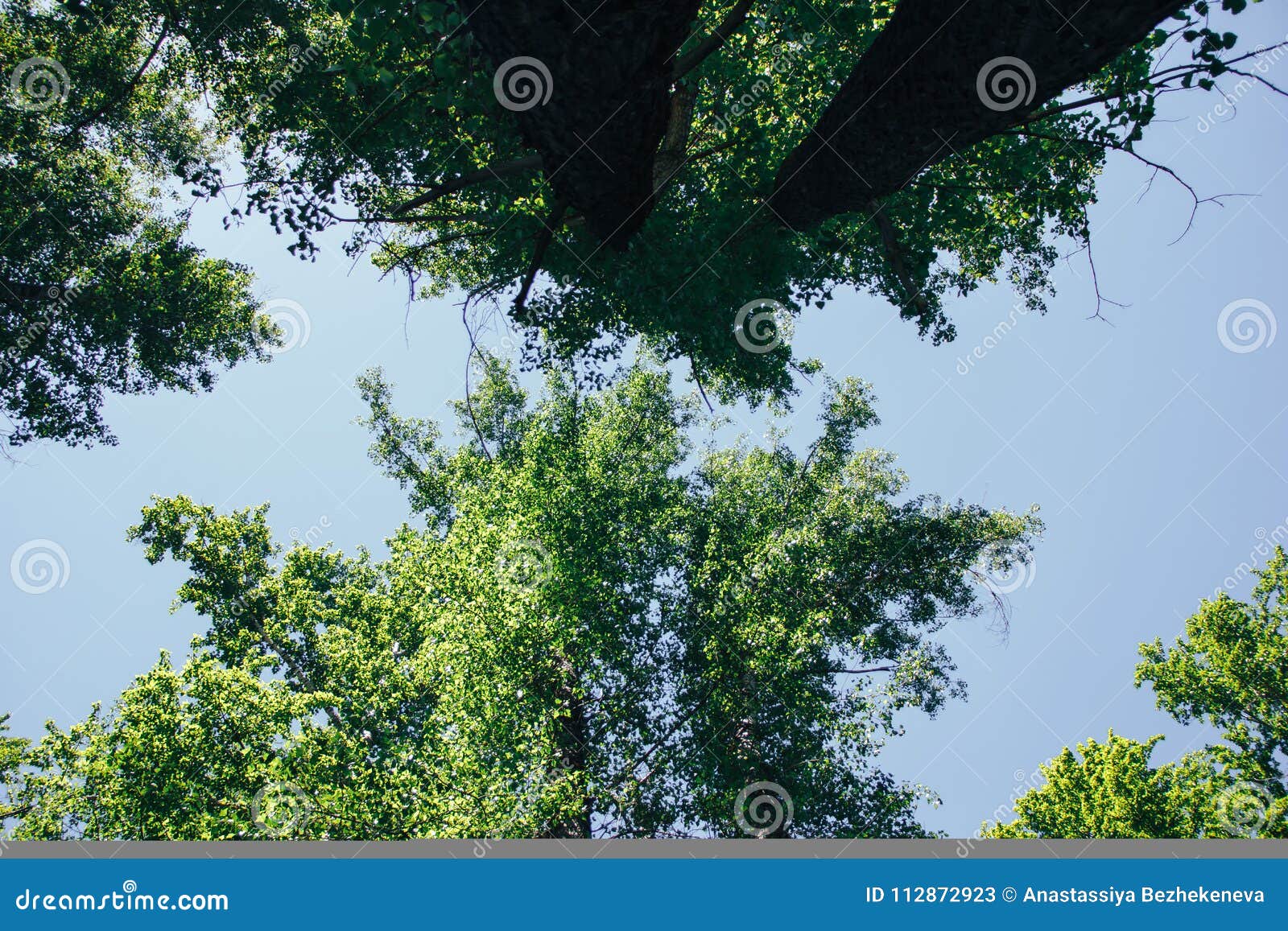 Trees Tops Background and Sky Stock Image - Image of blue, area: 112872923