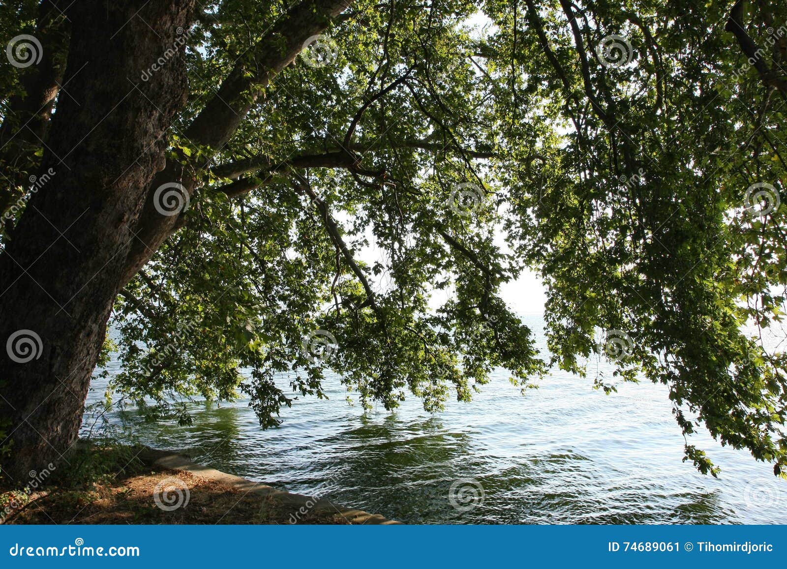 Trees touching lake water stock image. Image of macedonia - 74689061