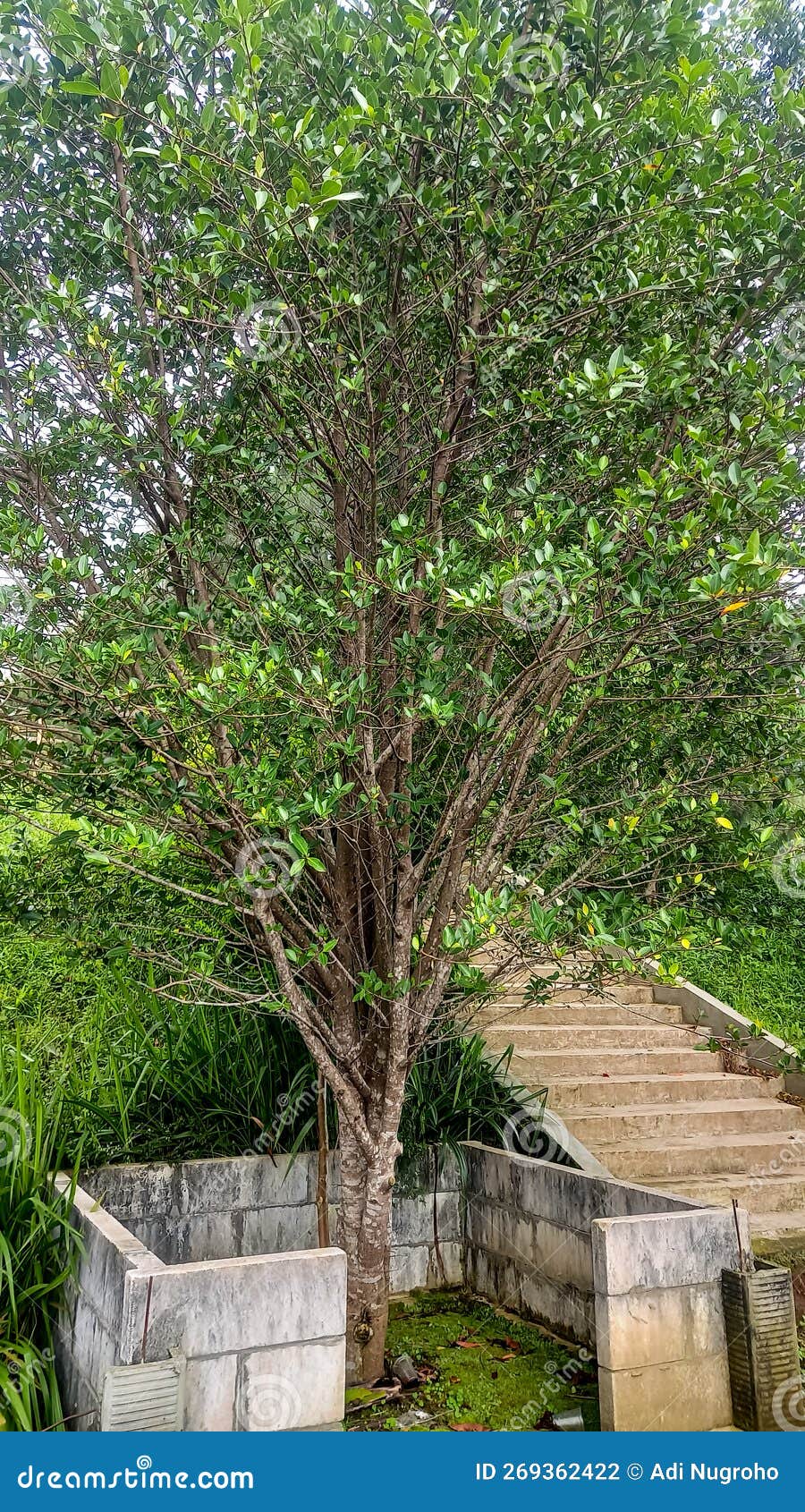 Trees in Tourist Attractions with Dense Leaves Stock Photo - Image of ...