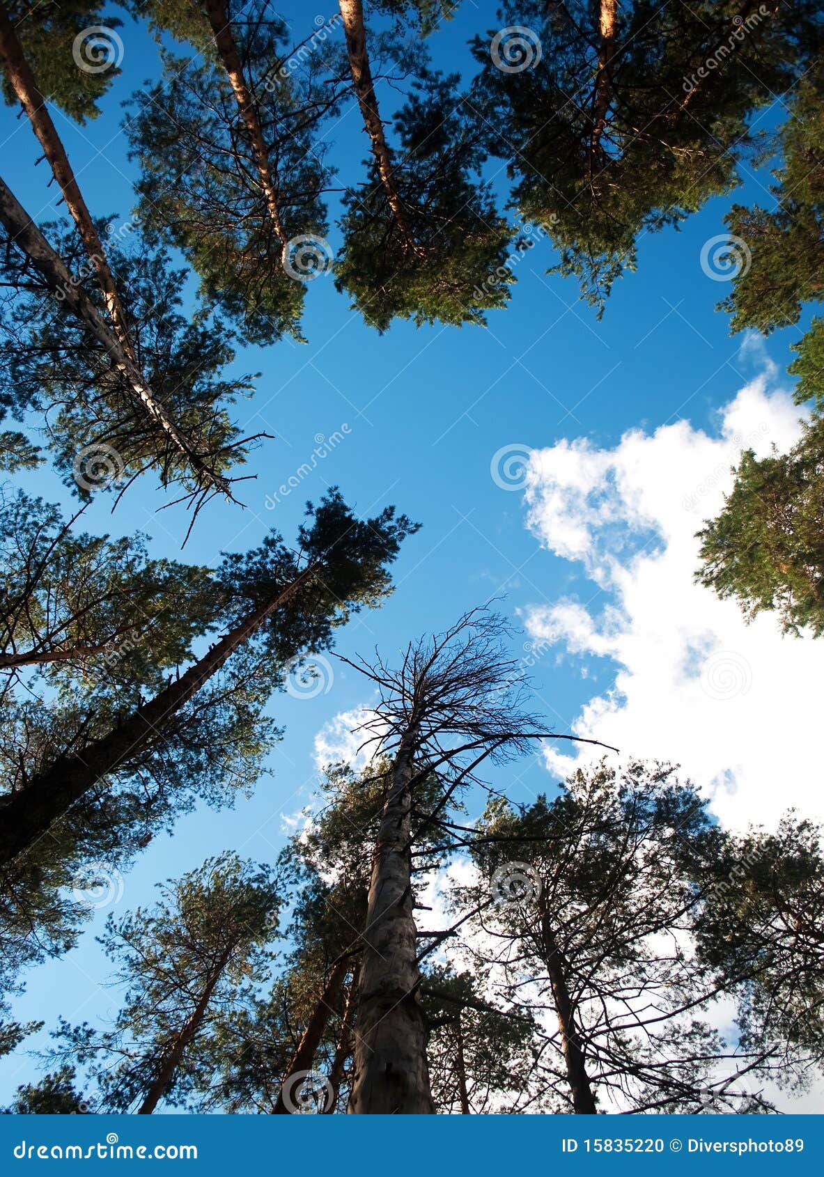 The trees towering. stock photo. Image of beautiful, park - 15835220