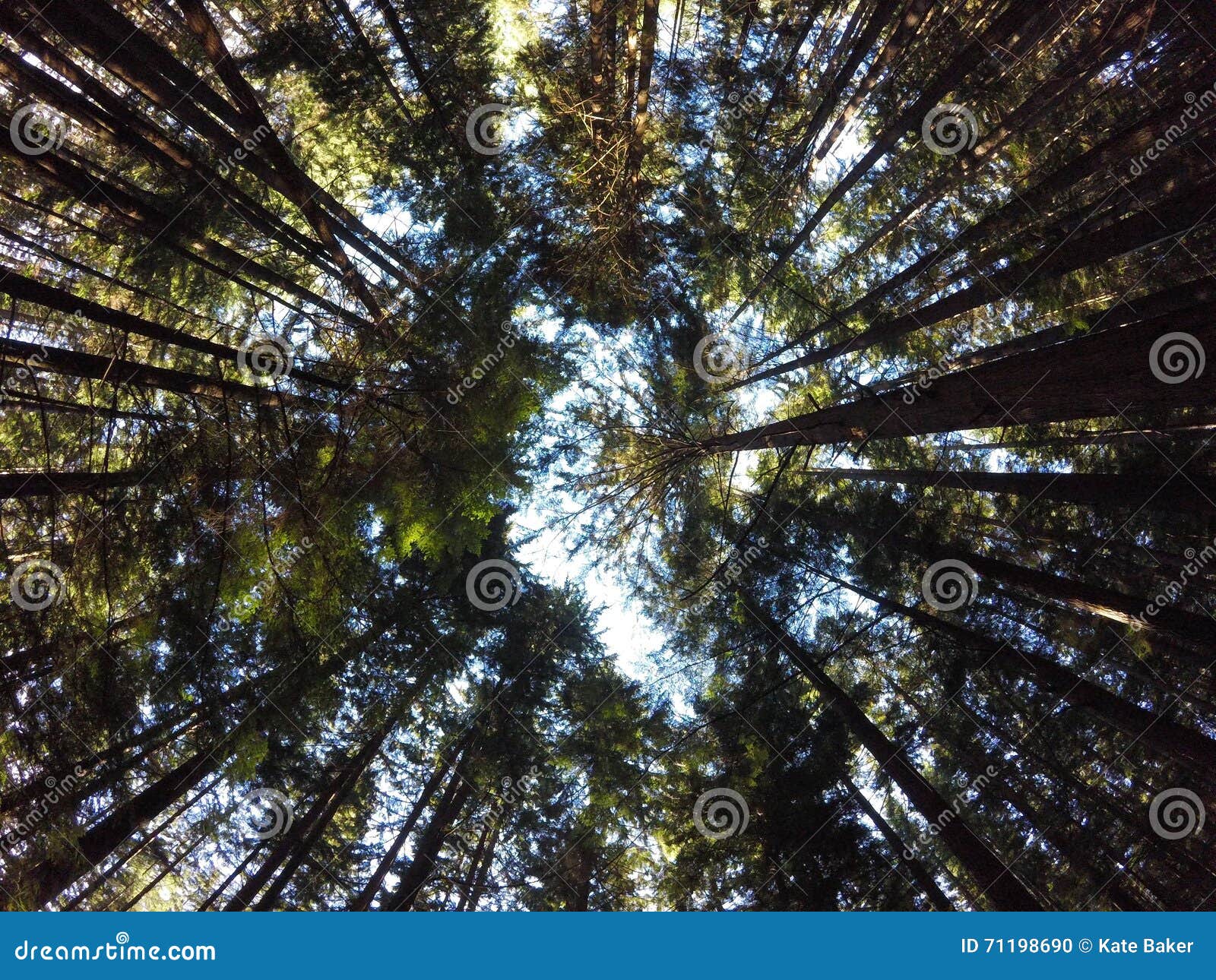 Trees towering above stock photo. Image of north, hiking - 71198690