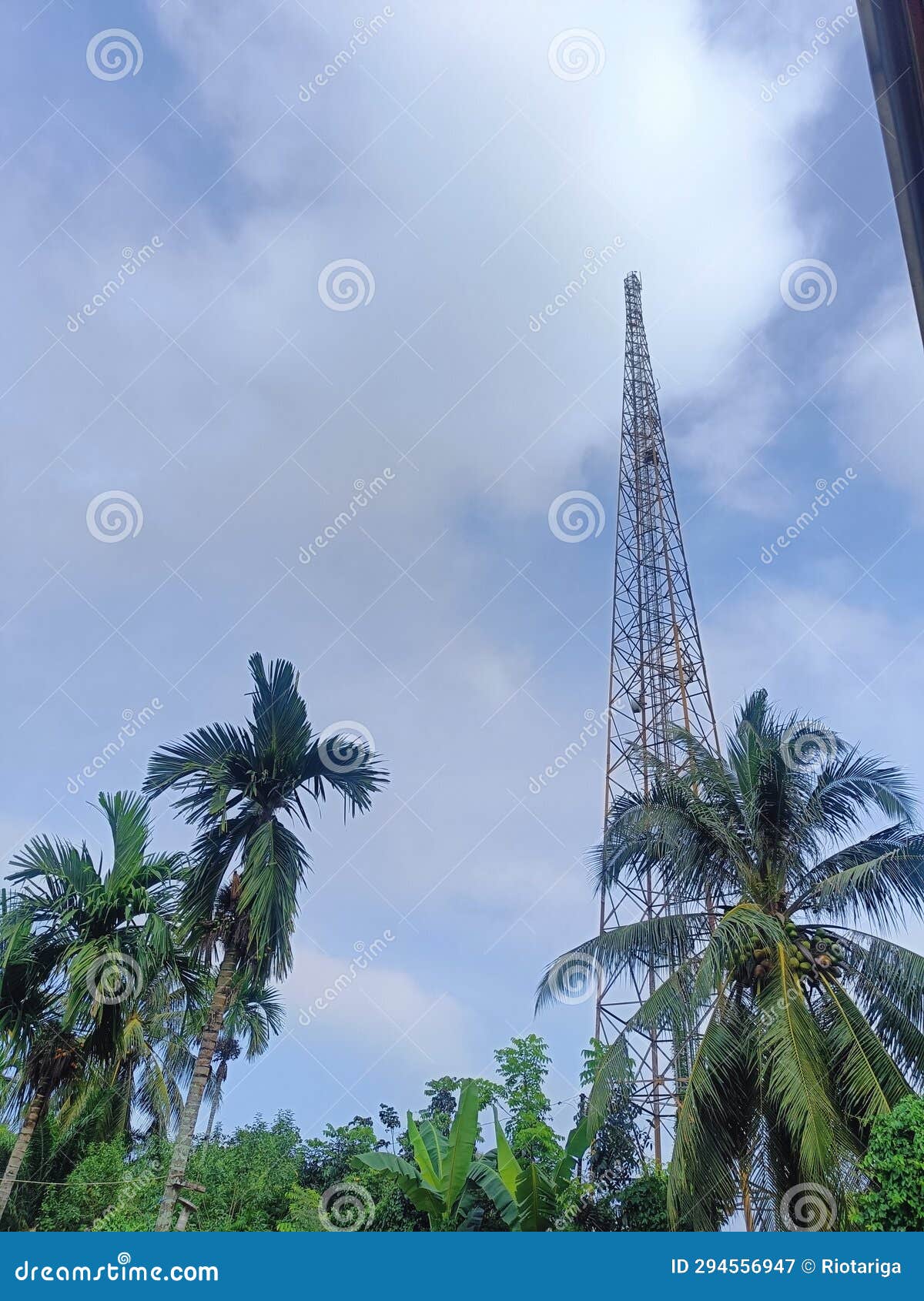Trees and towers stock image. Image of coconuttree, coconutpalm - 294556947