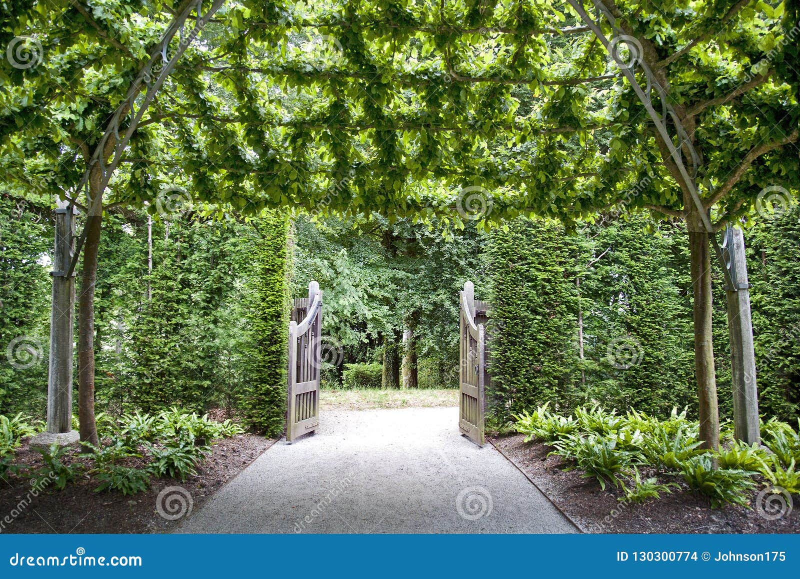 Trees Trained into a Canopy Stock Photo - Image of england, outdoor ...