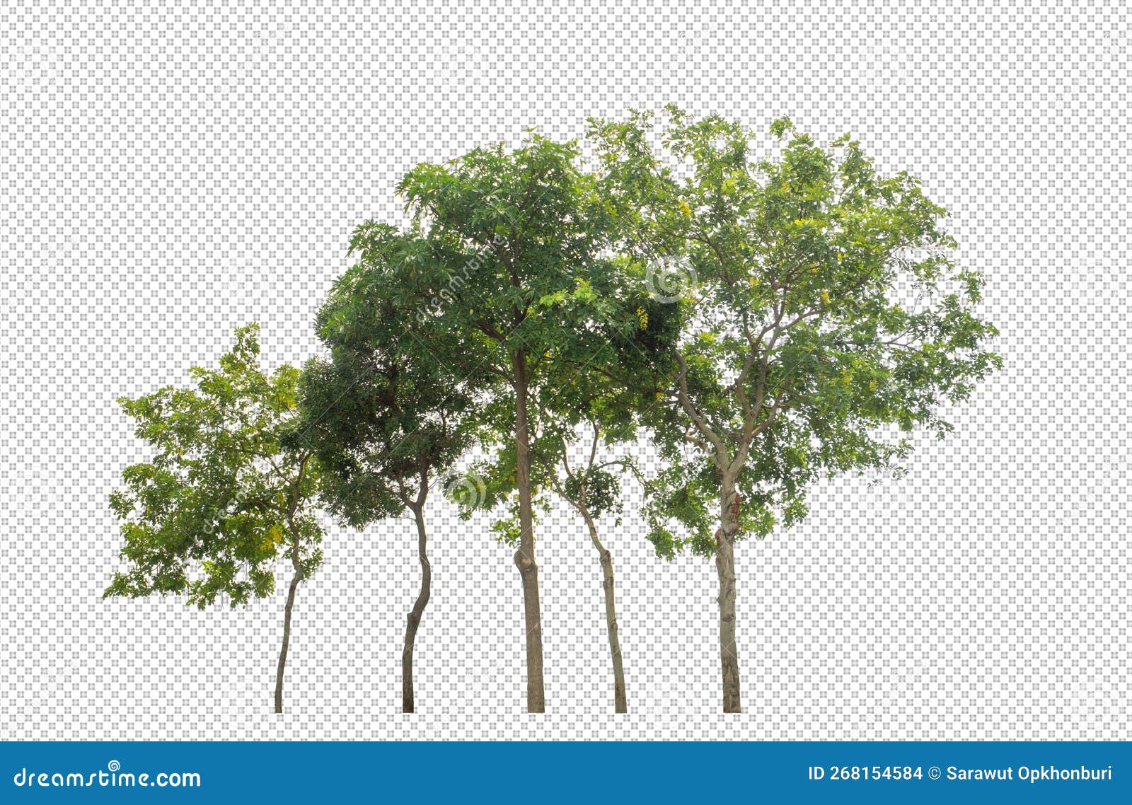 Trees on Transparent Picture Background with Clipping Path, Single Tree ...