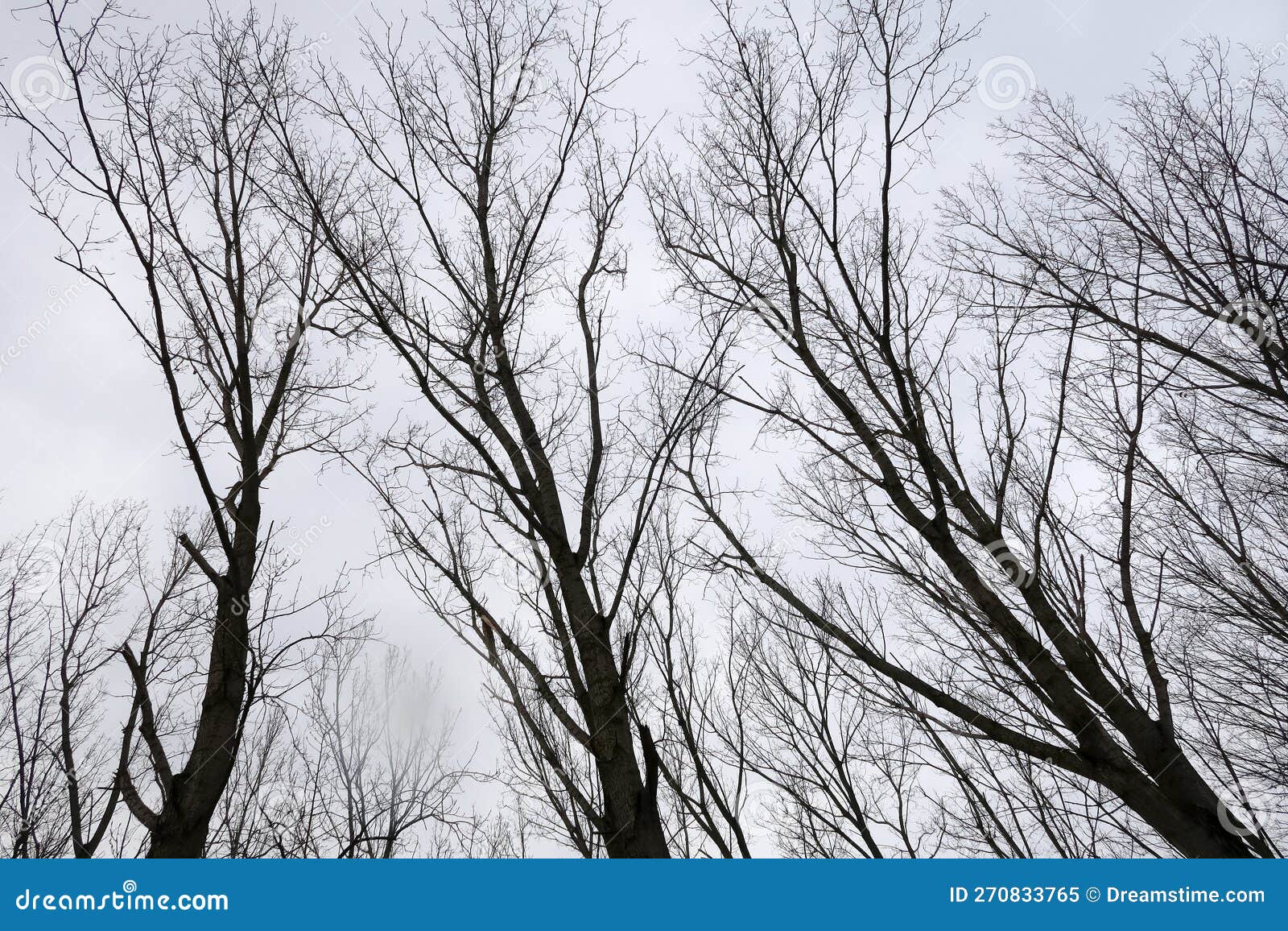 A Tree In Backlight Sunset Stock Photography | CartoonDealer.com #22387040