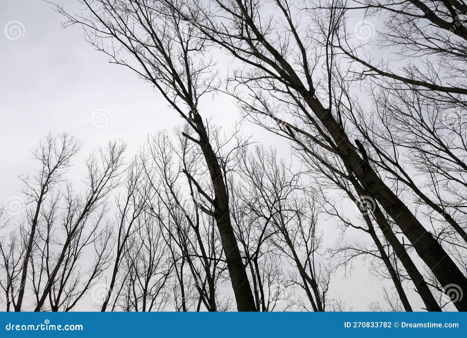 Trees Tree Backlight Sky Cloudy Clouds Cloudy from Below Landscape ...