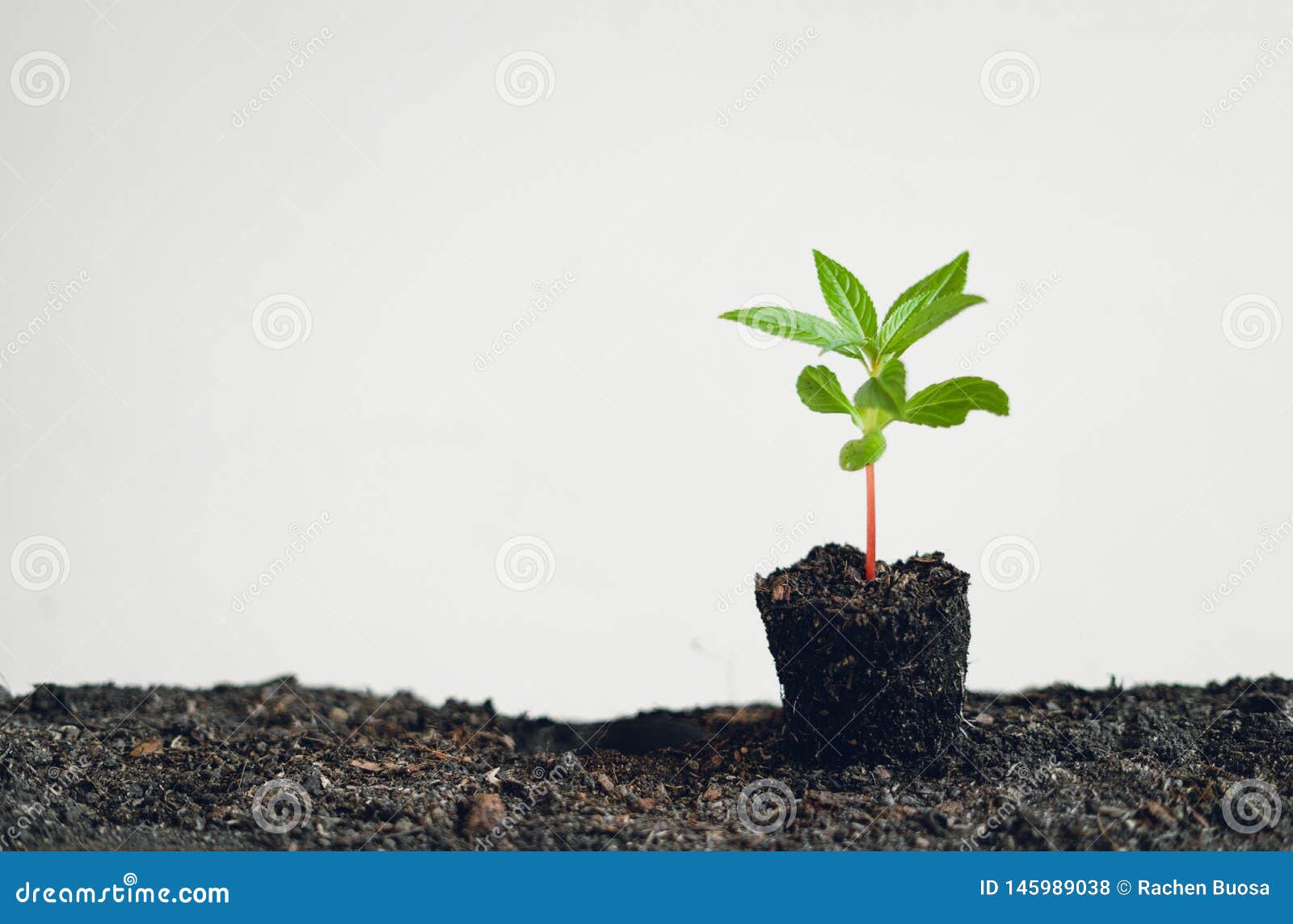 Trees and Tree Planting White Background Stock Photo - Image of natural ...