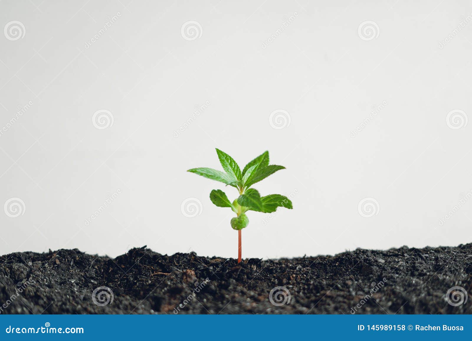 Trees and Tree Planting White Background Stock Photo - Image of ...