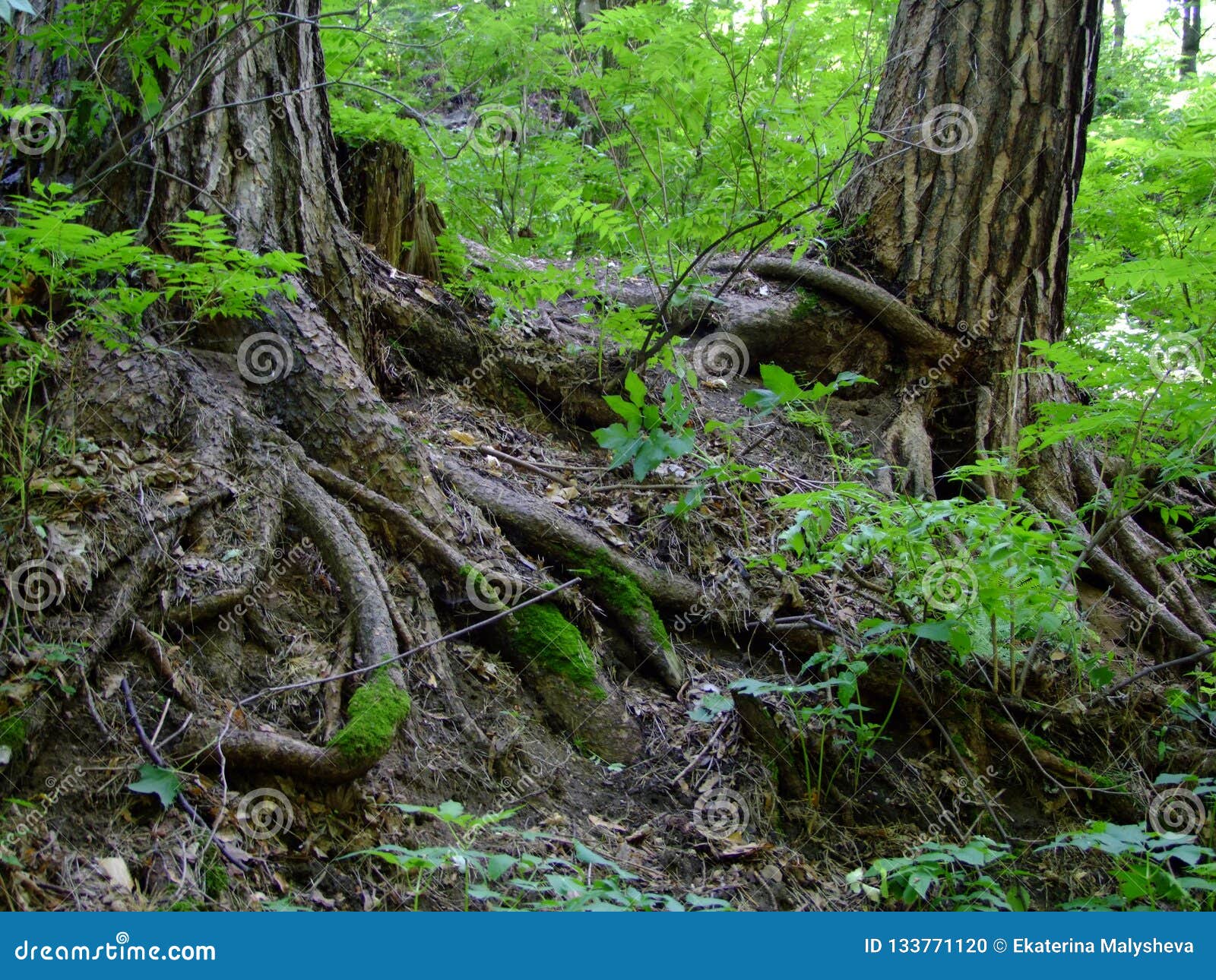 Trees and Tree Roots on a Hill in the Forest Stock Photo - Image of ...