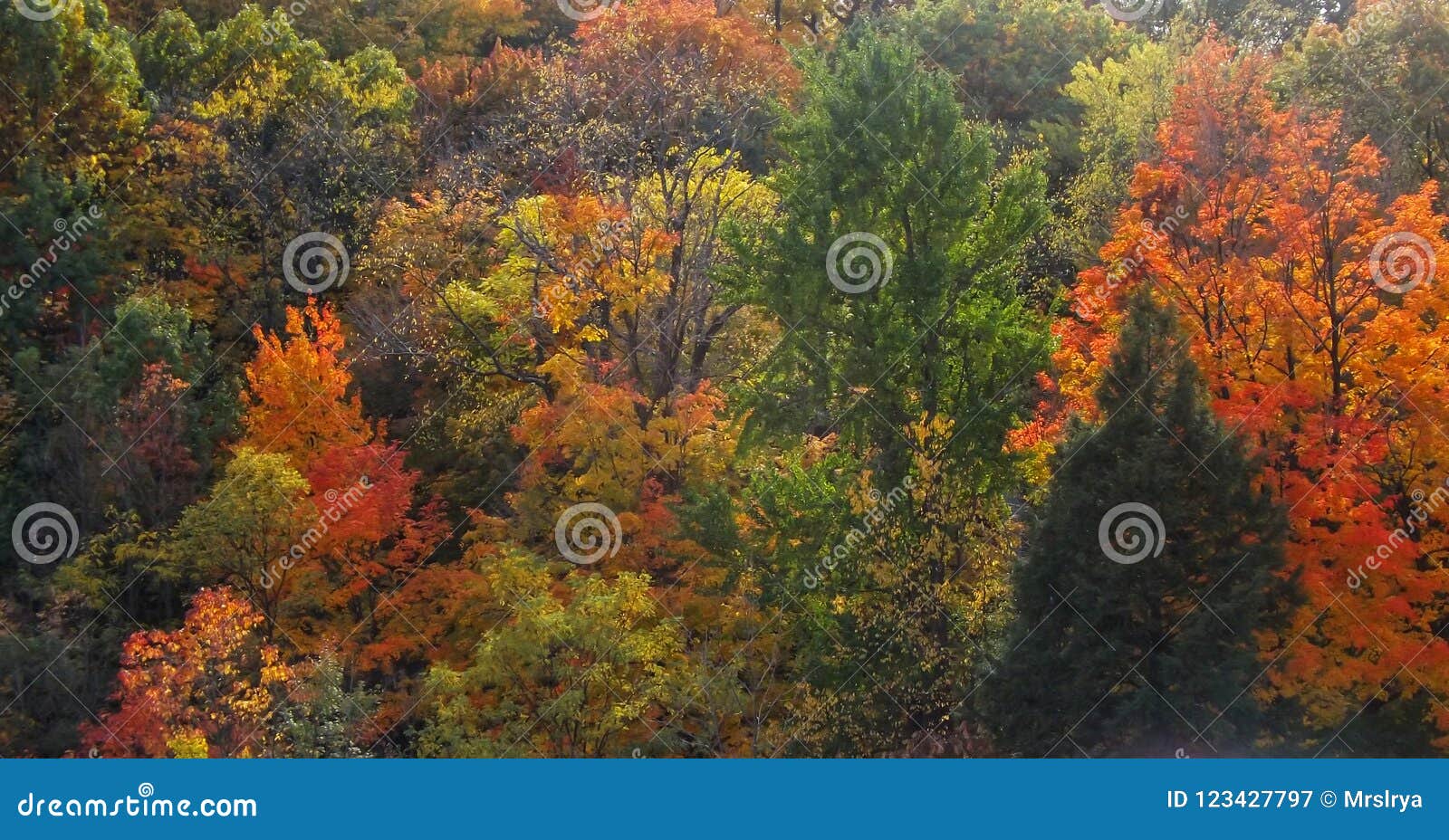 Autumn Trees in a Forest Cleveland, Ohio Stock Image - Image of park ...