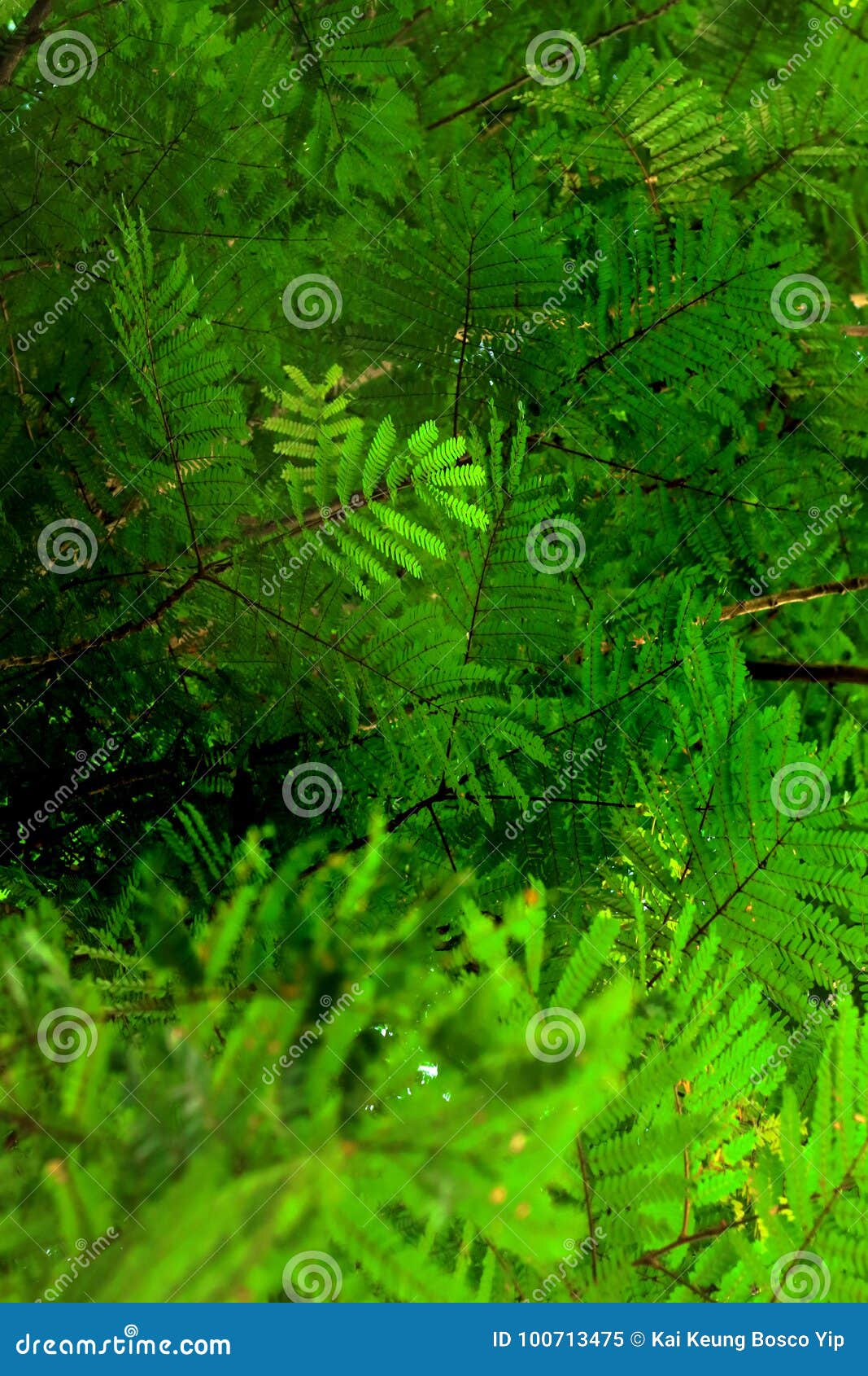 Trees stock image. Image of green, perspective, summer - 100713475