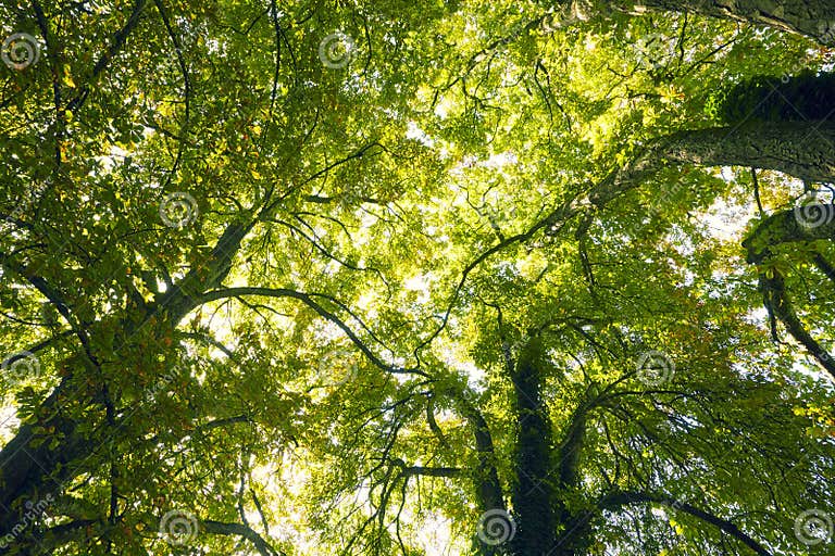 Trees treetops stock photo. Image of trees, spring, forest - 49203952