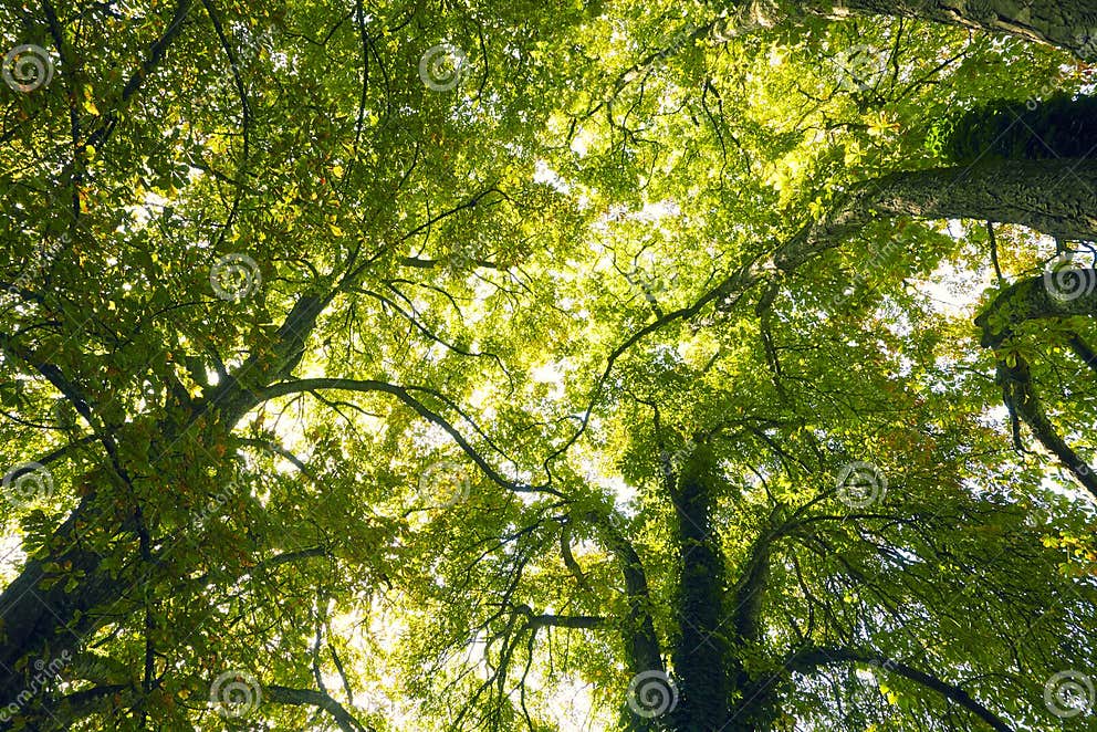 Trees treetops stock photo. Image of trees, spring, forest - 49203952